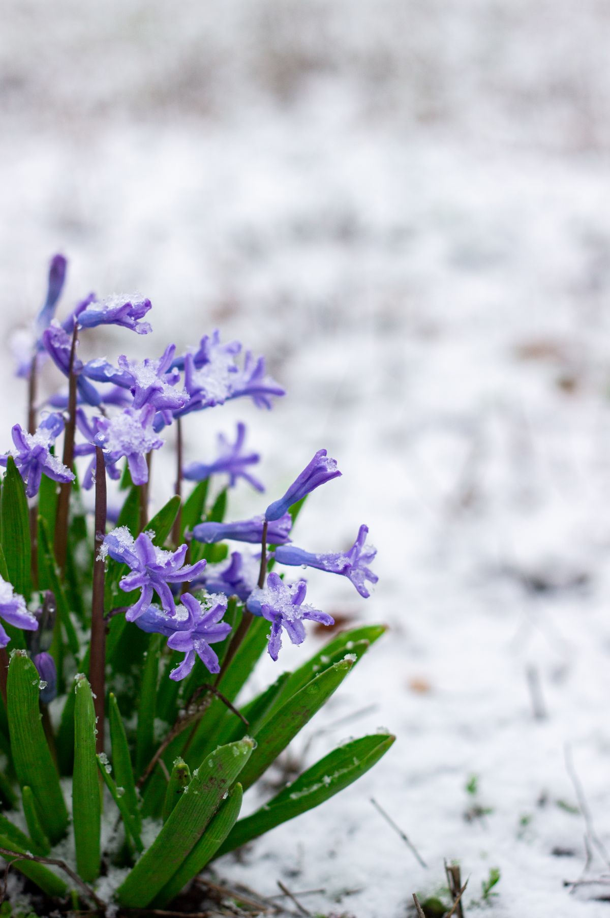 Spring Flowers In Snow Photos, Download The BEST Free Spring Flowers In ...