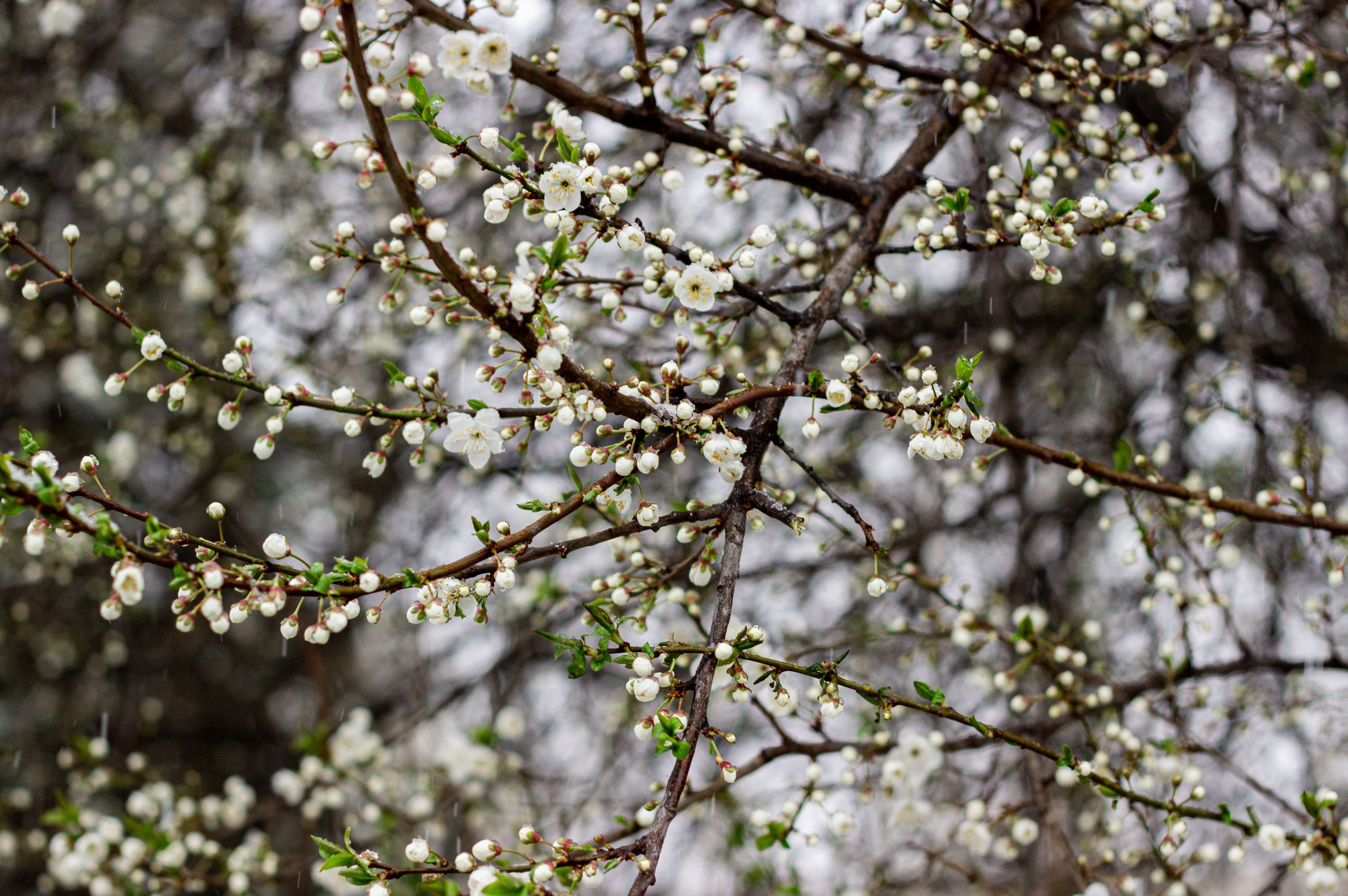 Beautiful Spring Blossom on Tree Branches · Free Stock Photo