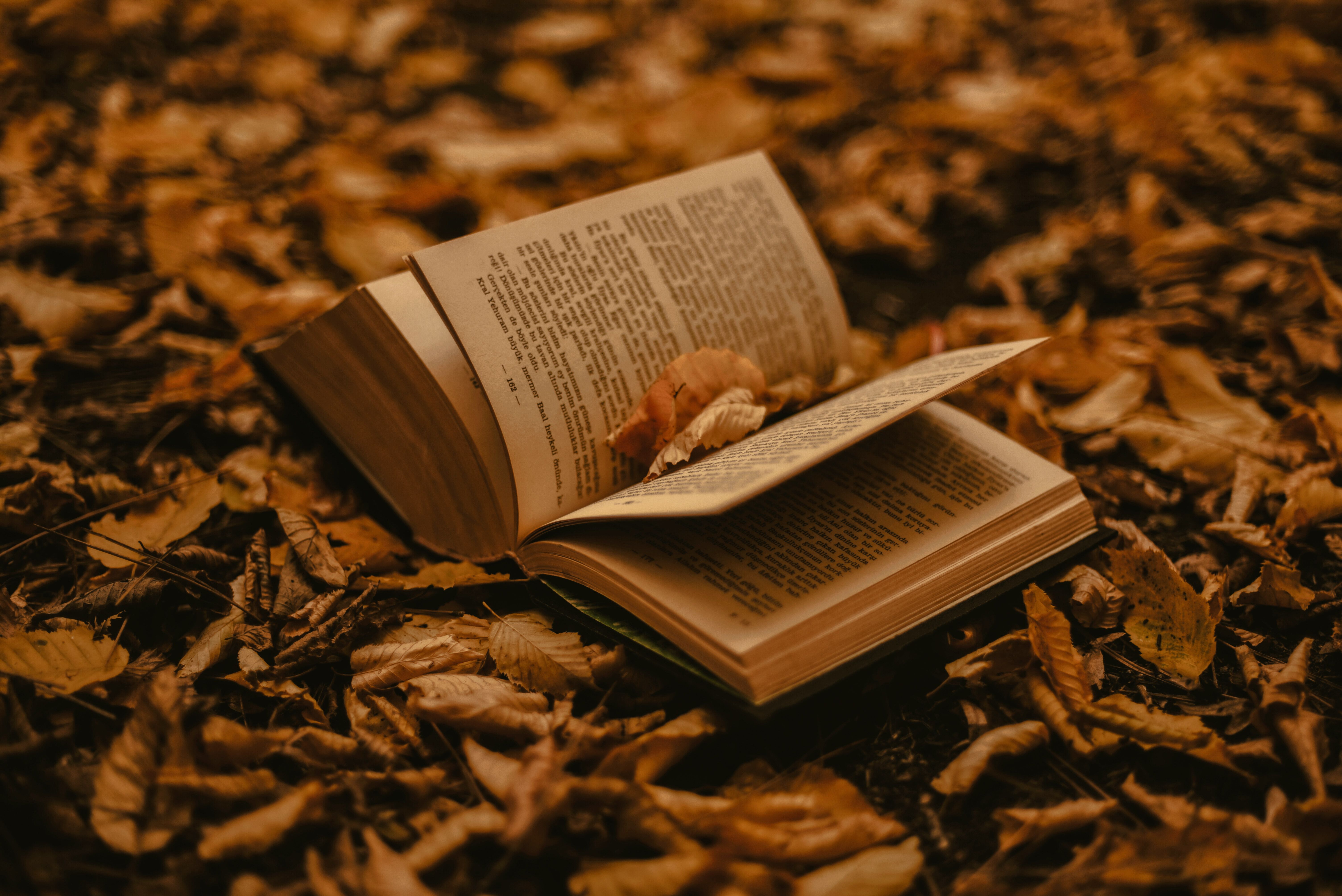 Open Book Amidst Autumn Leaves in Forest Setting · Free Stock Photo