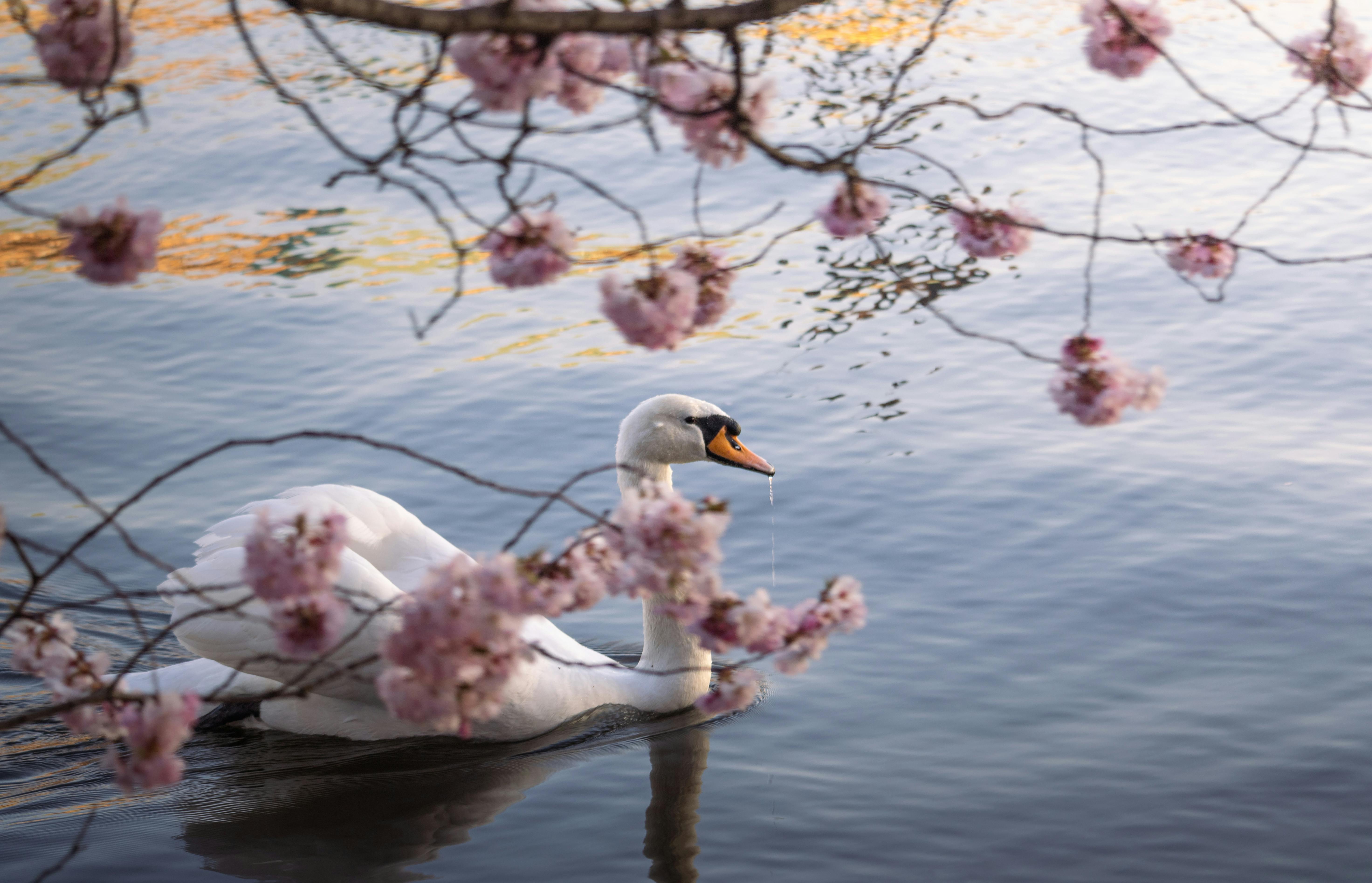 White Wallpaper 4k Photos, Download The BEST Free White Wallpaper 4k ...