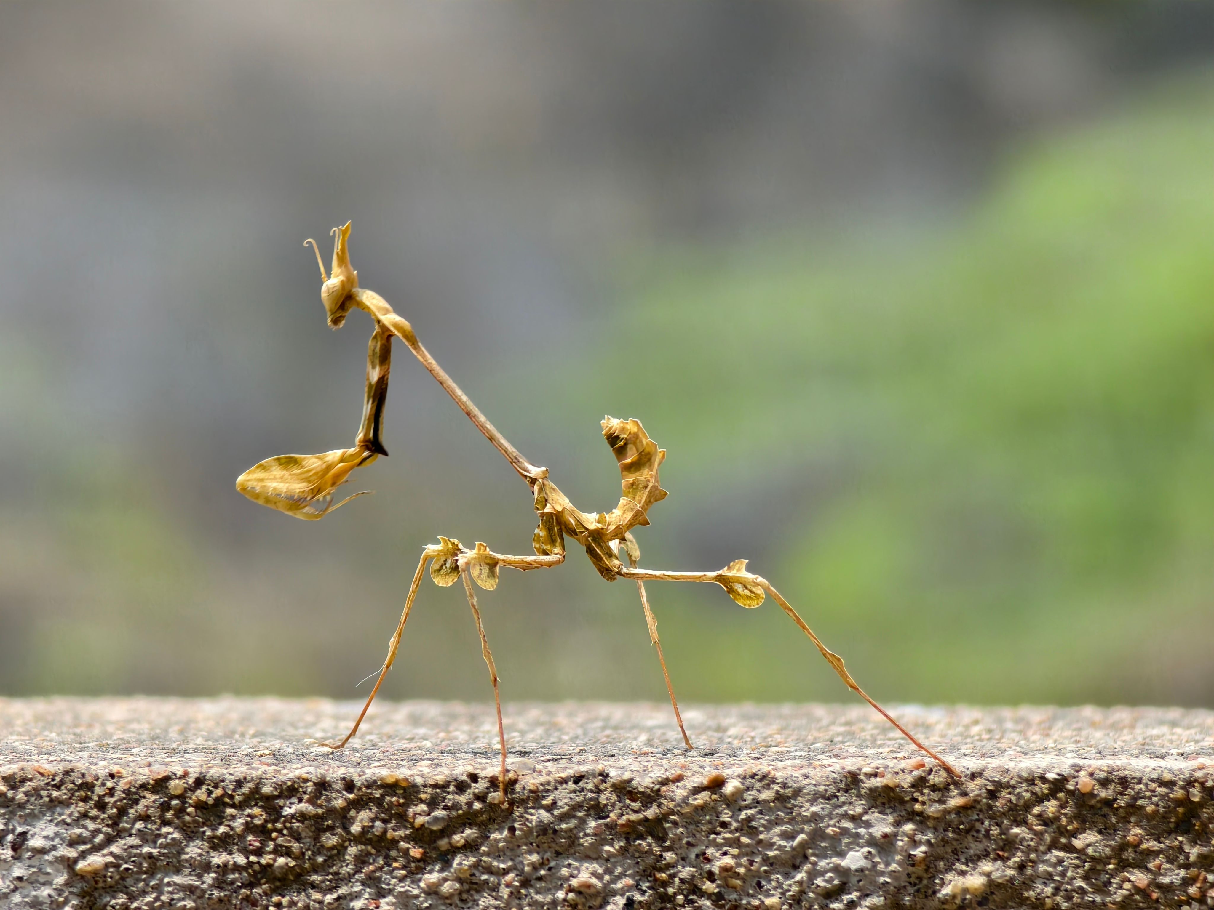 Primer Plano De Un Insecto Hoja Sobre La Superficie De Una Piedra ...