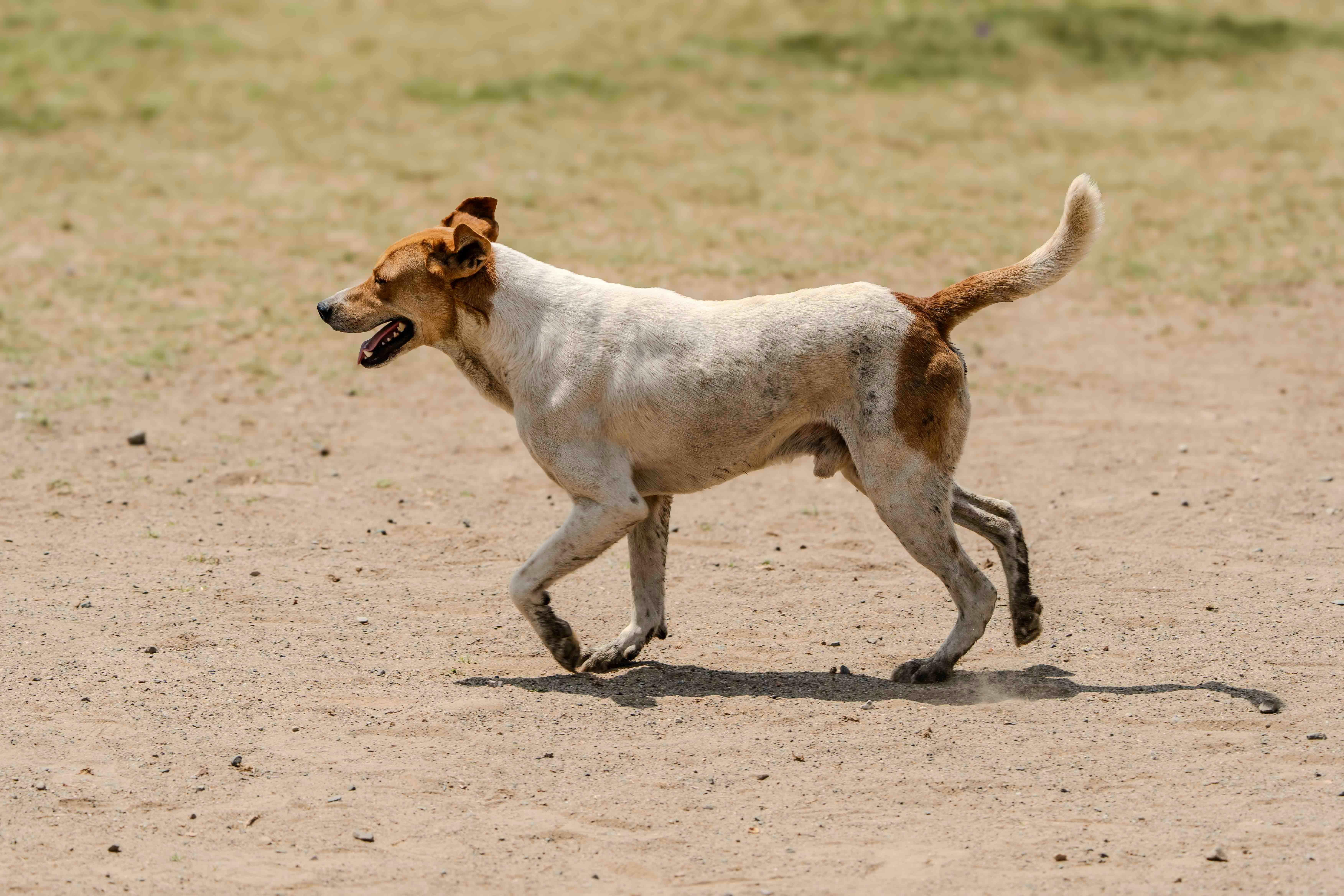 Running From Dog Photos, Download The BEST Free Running From Dog Stock ...