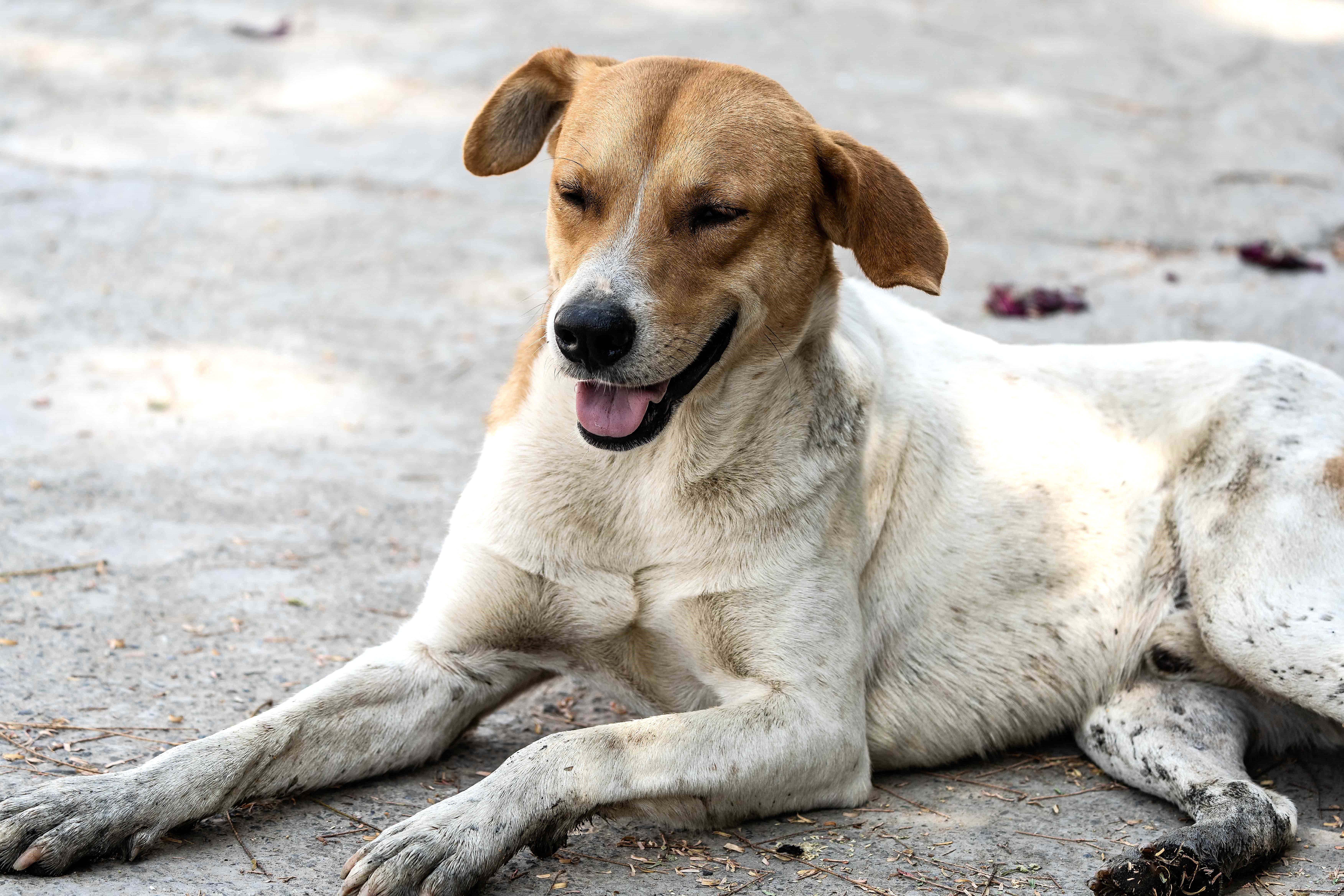 Relaxed Stray Dog Resting on Pavement · Free Stock Photo