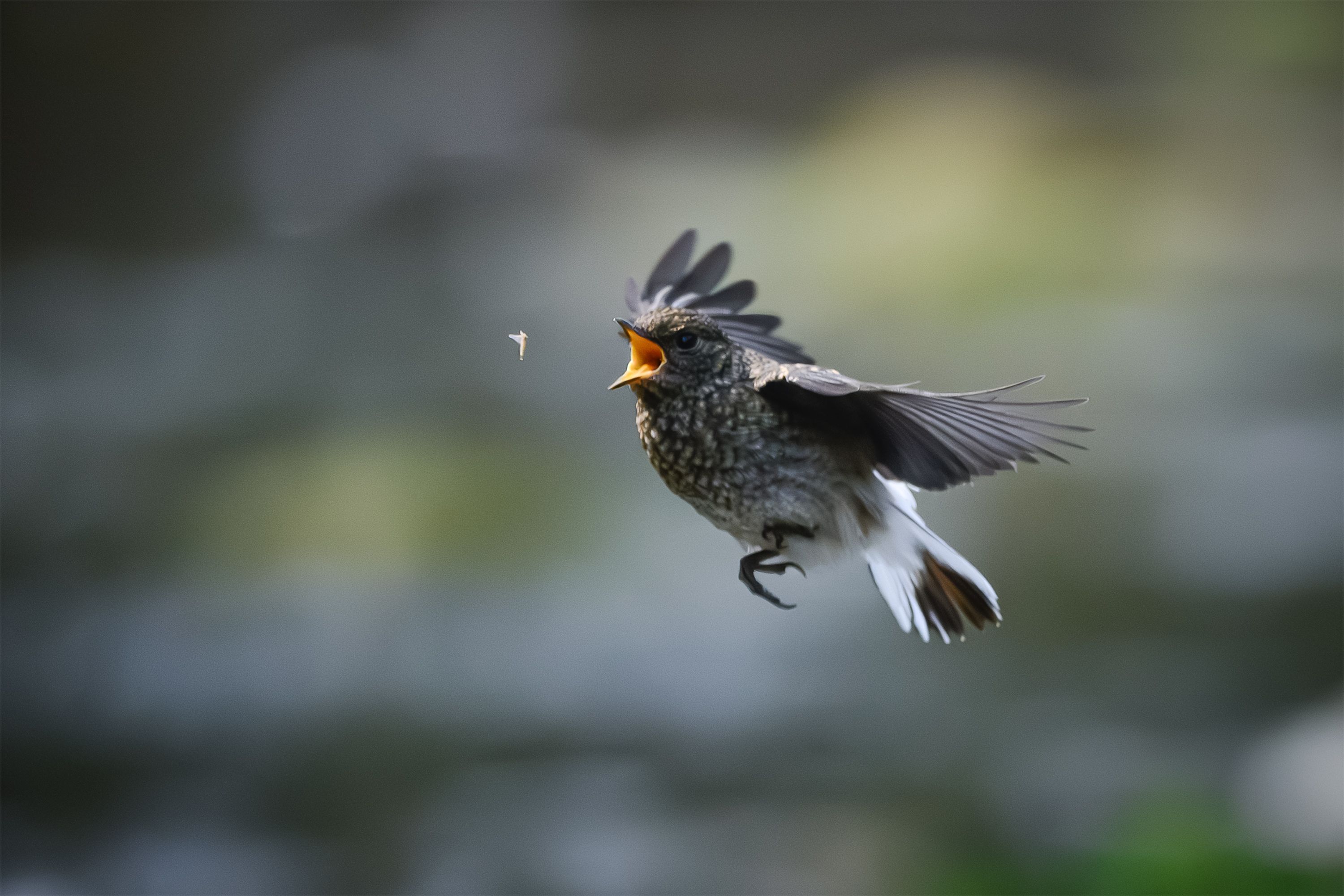 Victory Bird Photos, Download The BEST Free Victory Bird Stock Photos ...