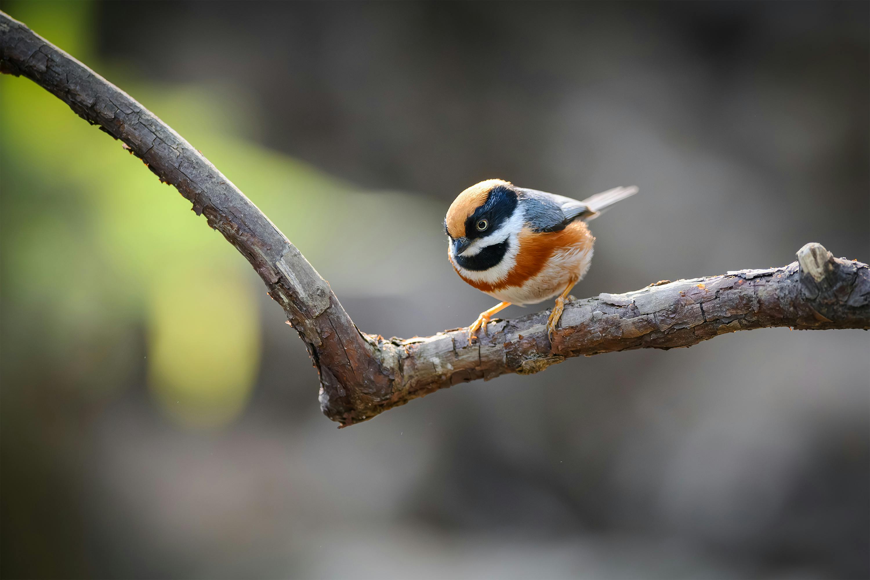 Flappy Bird Photos, Download The BEST Free Flappy Bird Stock Photos ...