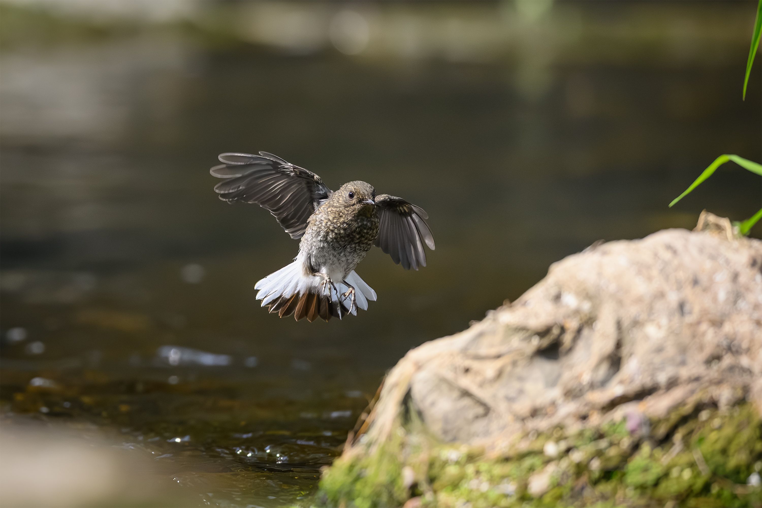 A Flying Bird Near Water Photos, Download The BEST Free A Flying Bird ...