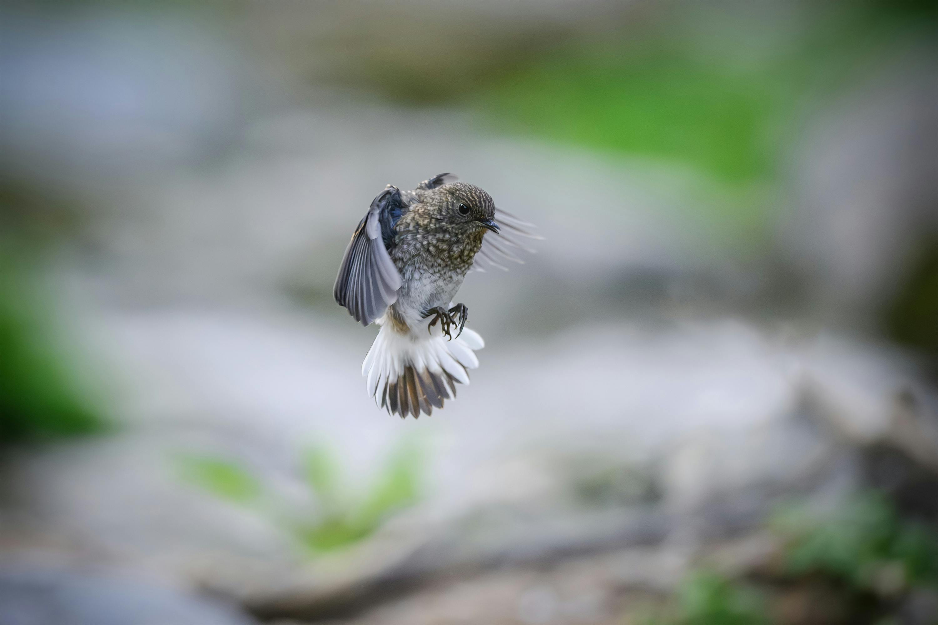Flying Yellow Bird · Free Stock Photo
