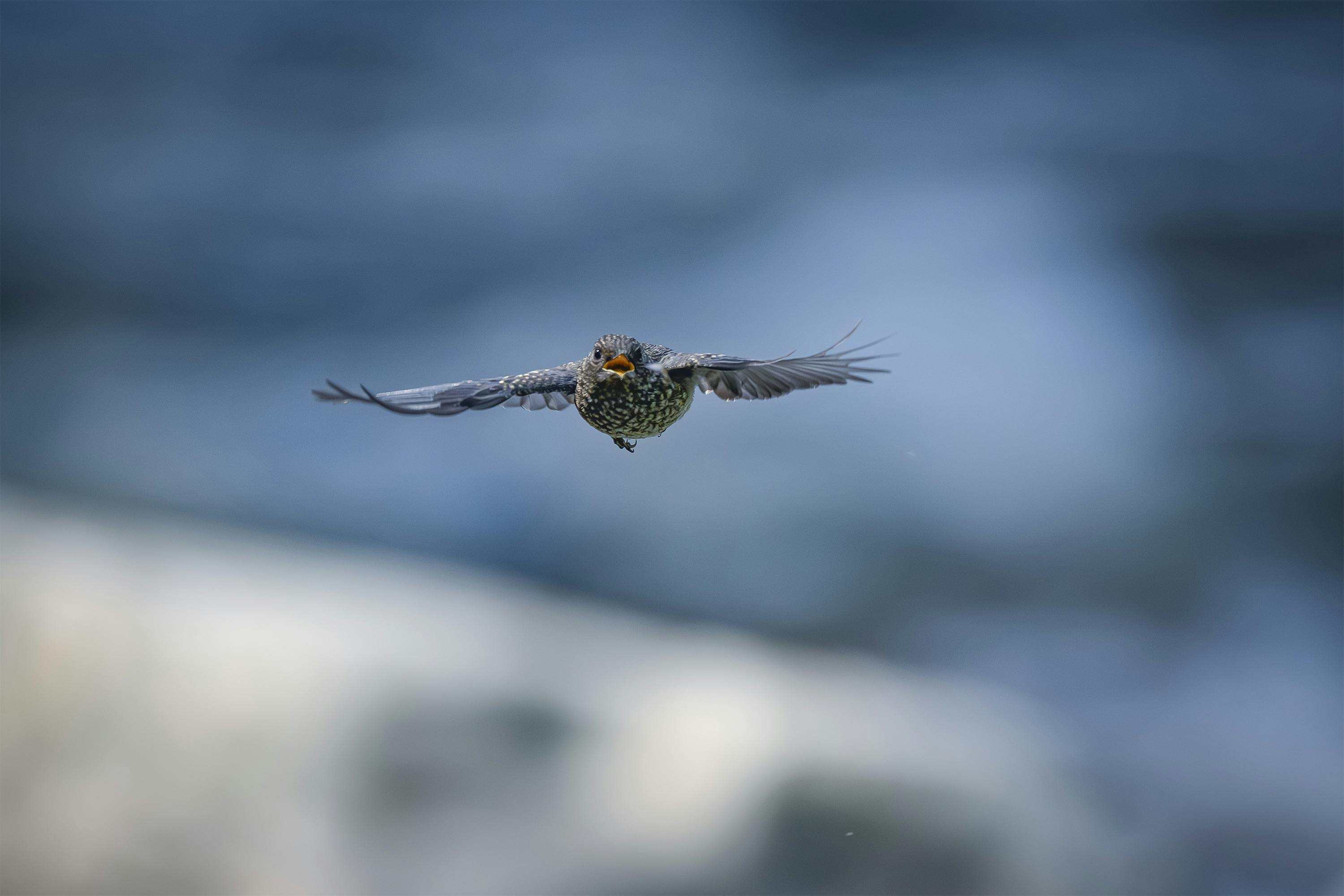 Flying Songbird in Motion Against Blue Background · Free Stock Photo