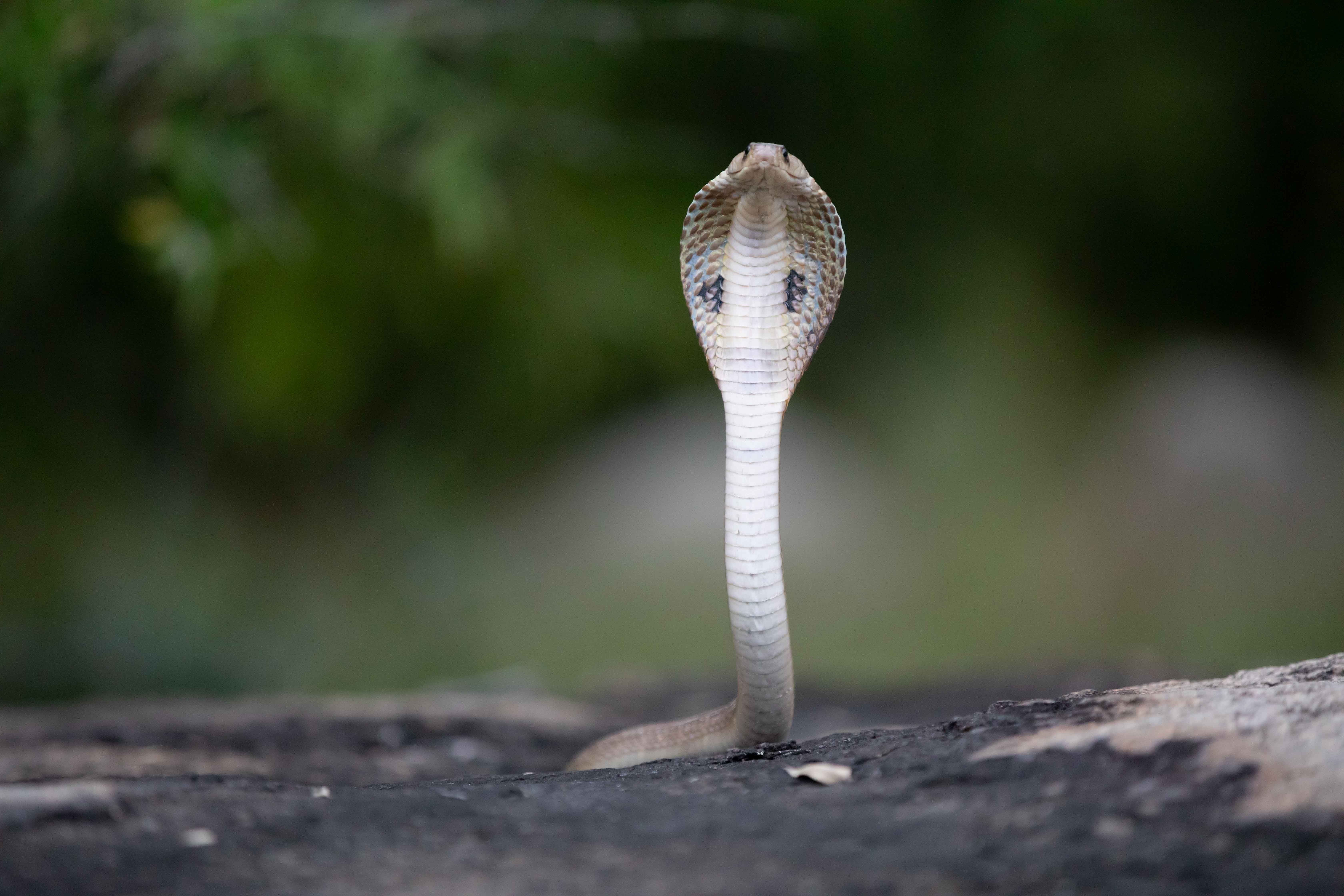 Close-up of Indian Cobra in Natural Habitat · Free Stock Photo