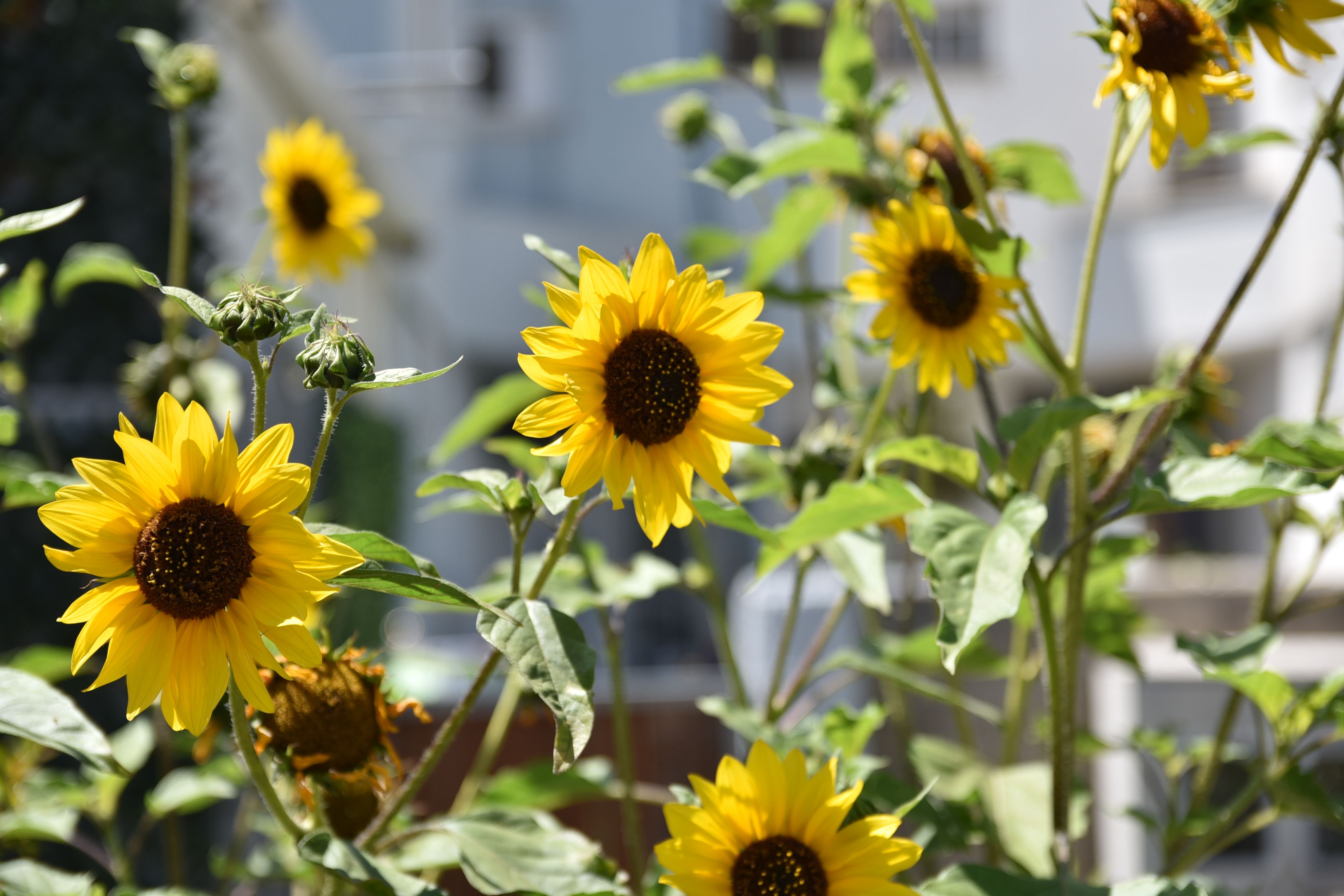Close-up of Vibrant Sunflowers in Bloom Outdoors · Free Stock Photo