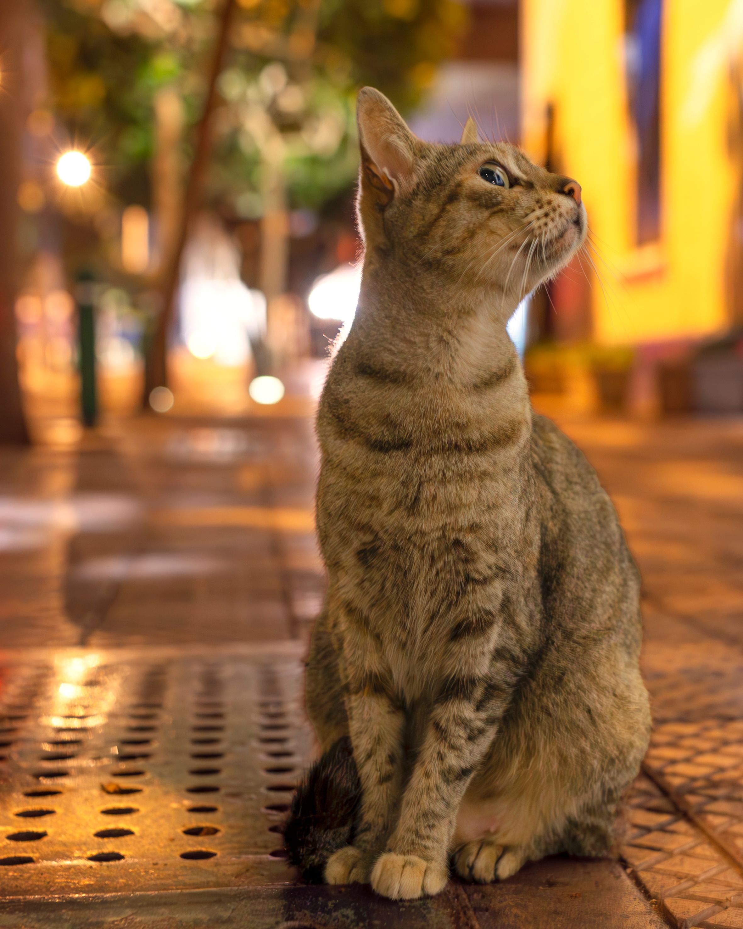 Gato Encantador En Una Calle Peruana Nocturna · Foto de stock gratuita