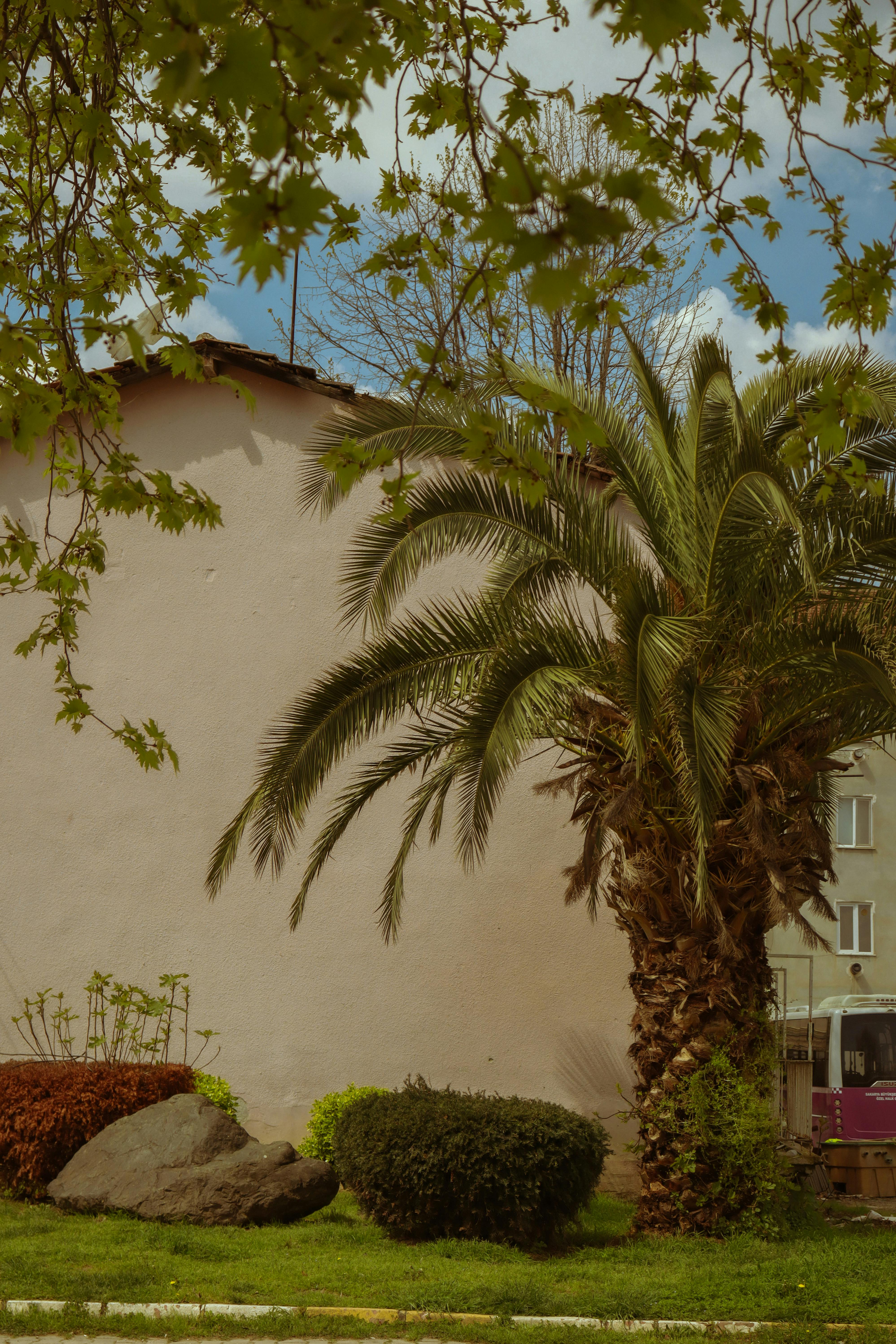 Palm Tree Beside Building with Bushes · Free Stock Photo