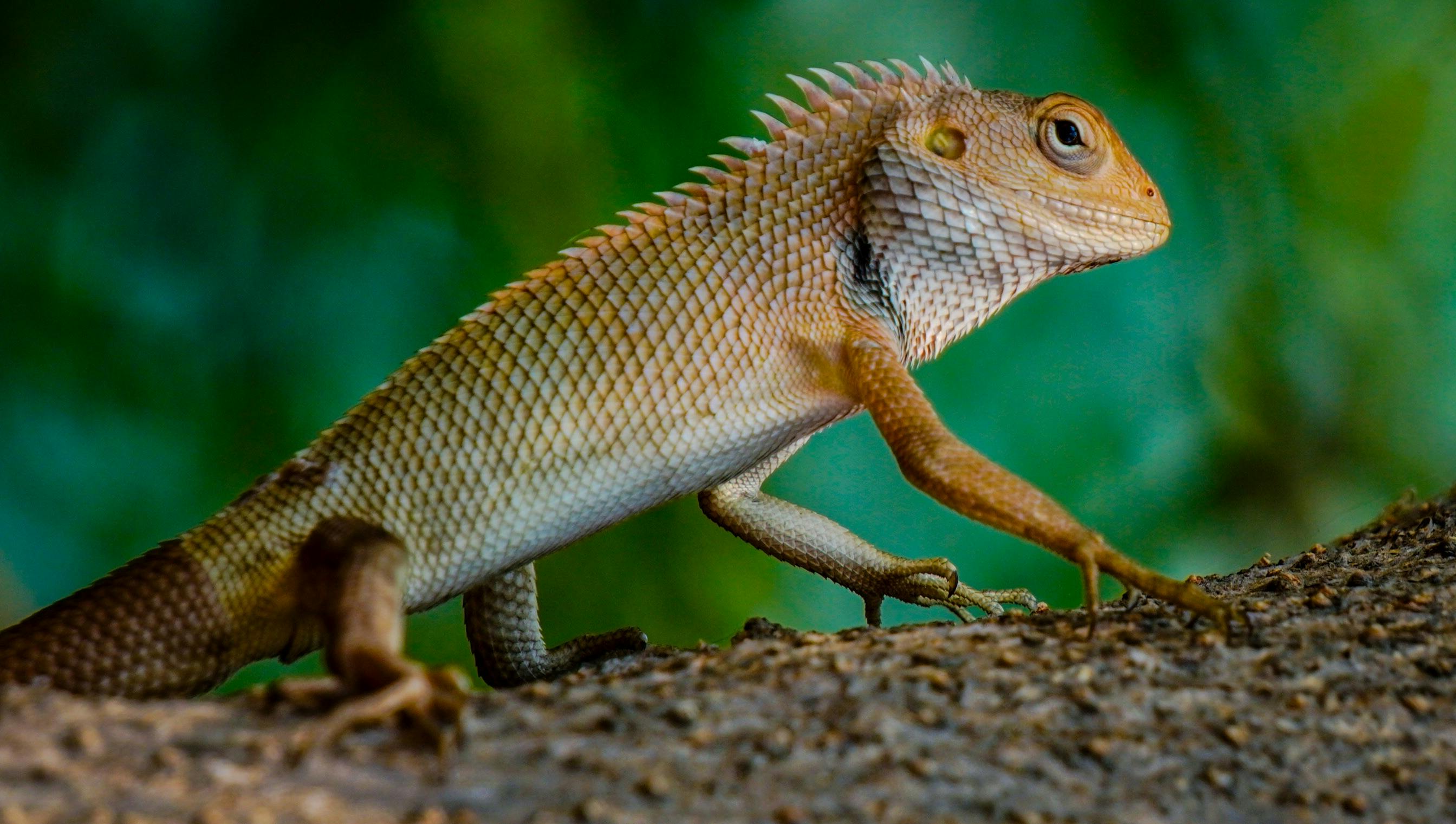 Close-Up of Oriental Garden Lizard in Natural Habitat · Free Stock Photo