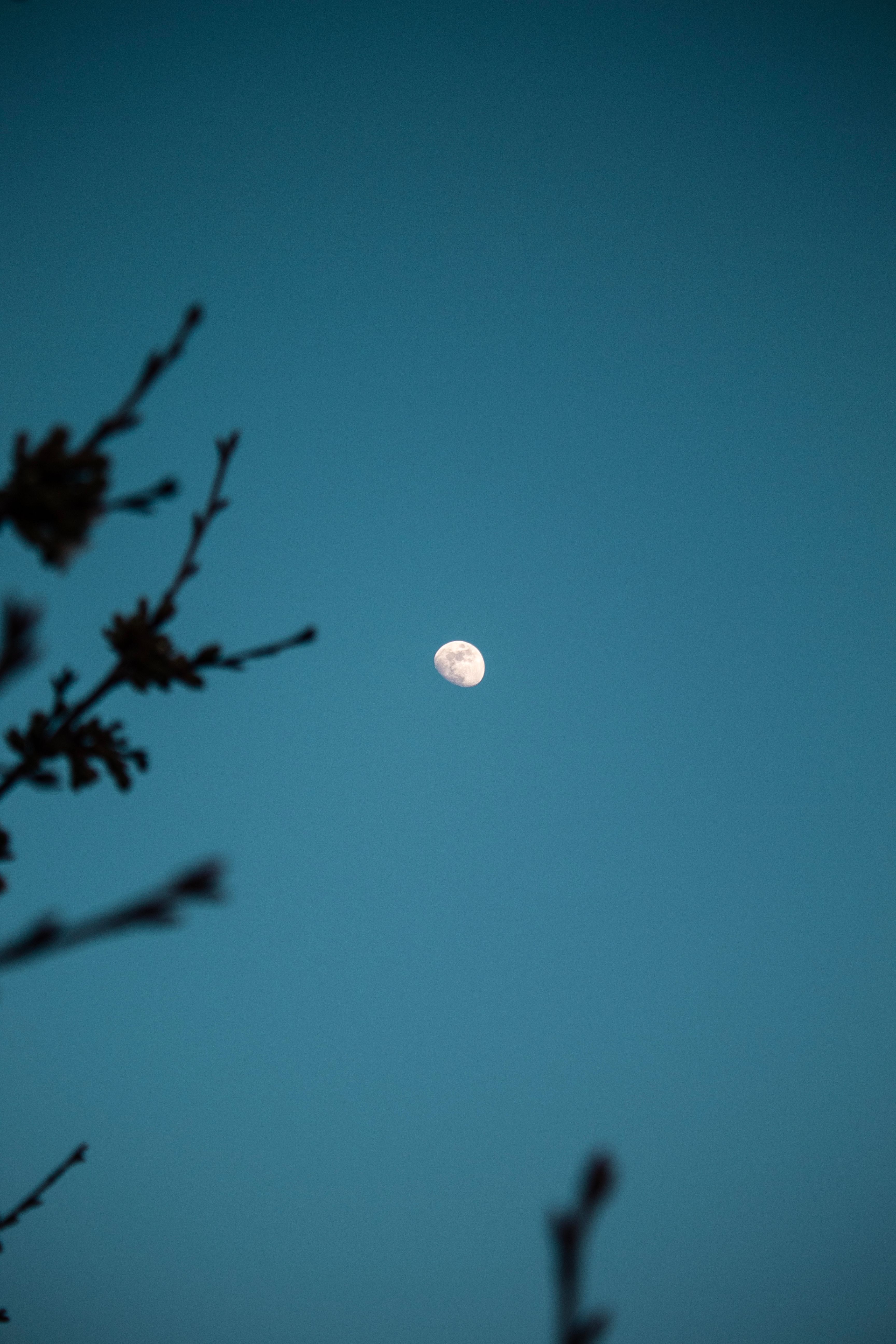 Tree Branches During Night · Free Stock Photo