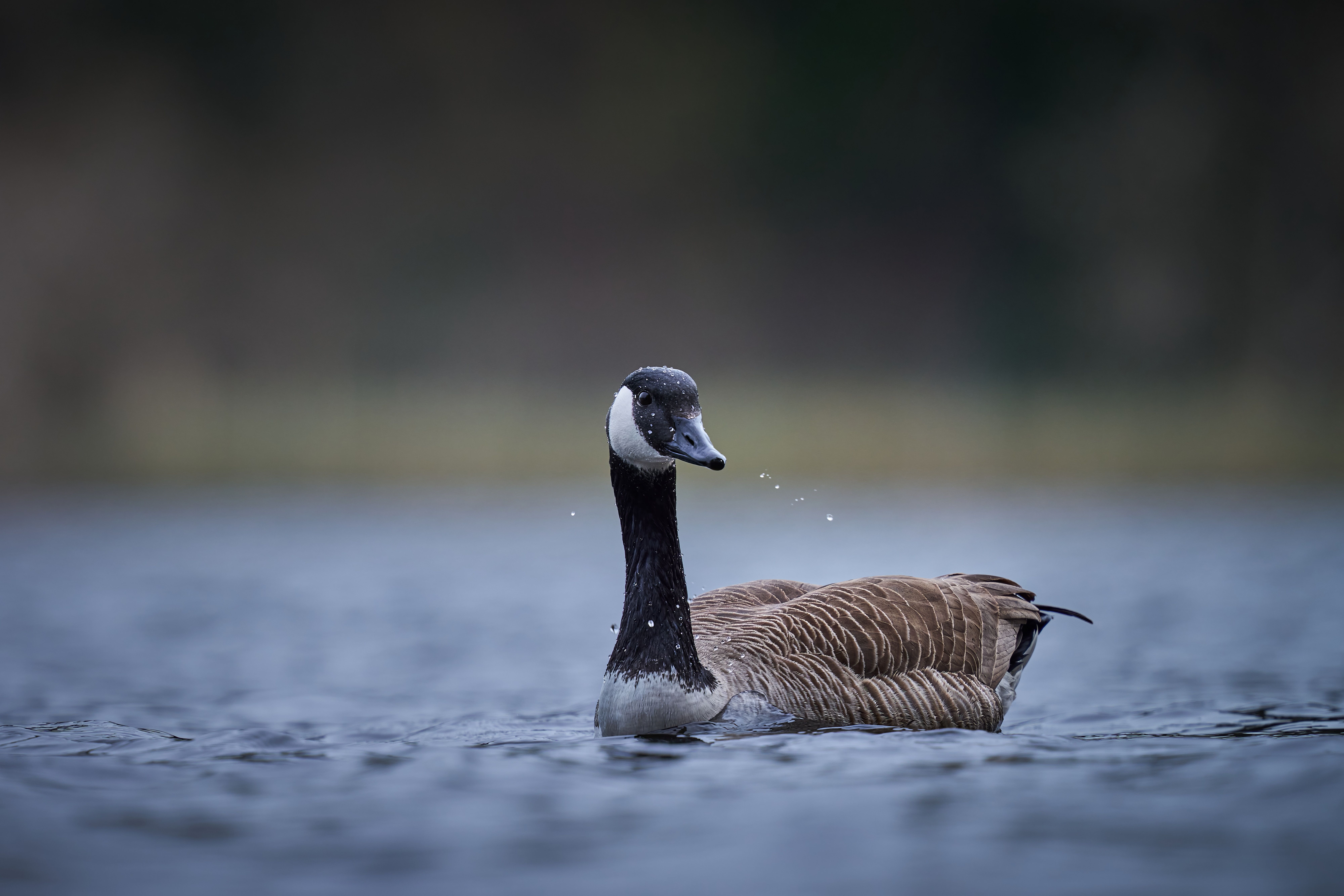Elegant Canadian Goose Swimming in Tranquil Lake · Free Stock Photo