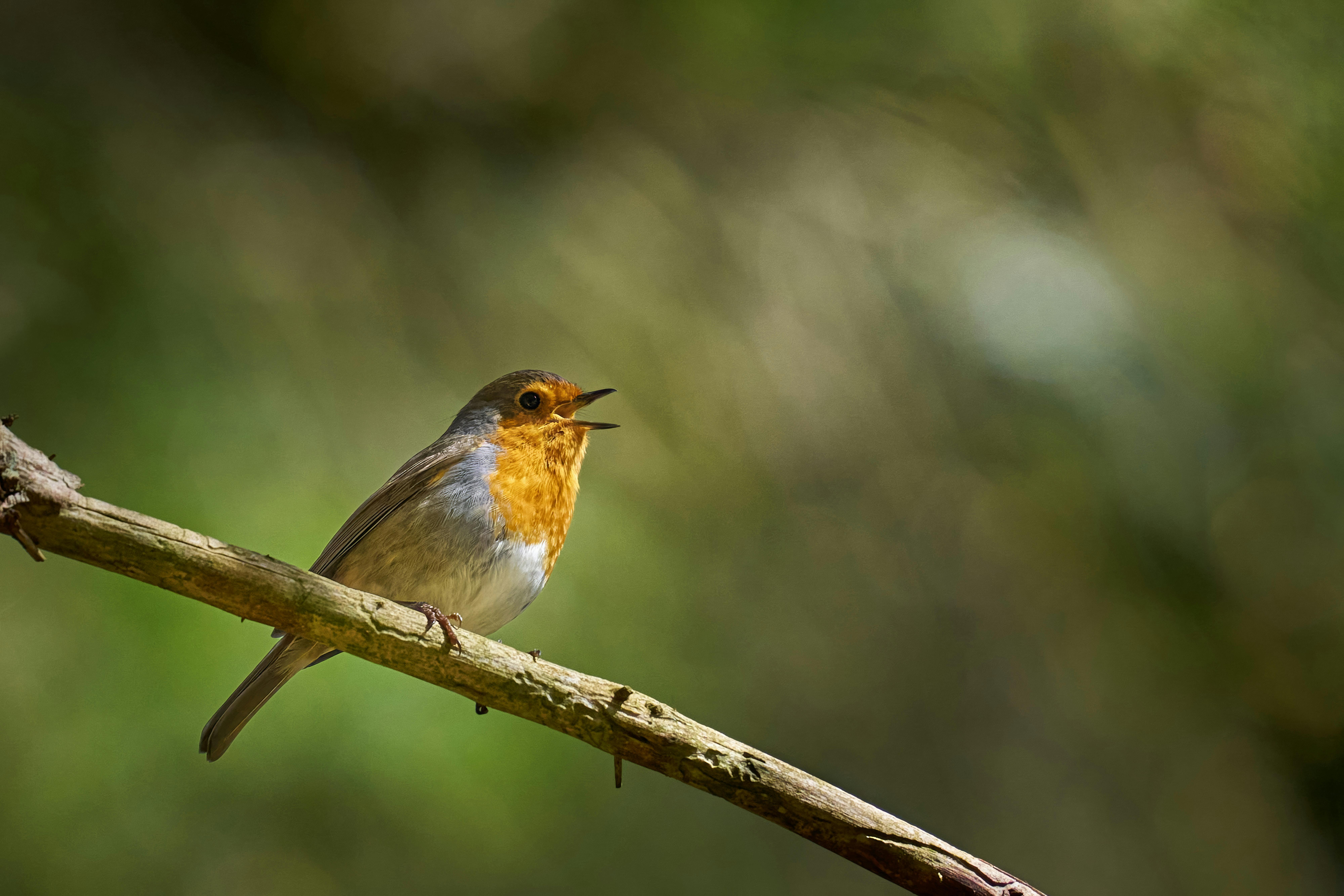 Charming European Robin Singing on Branch · Free Stock Photo