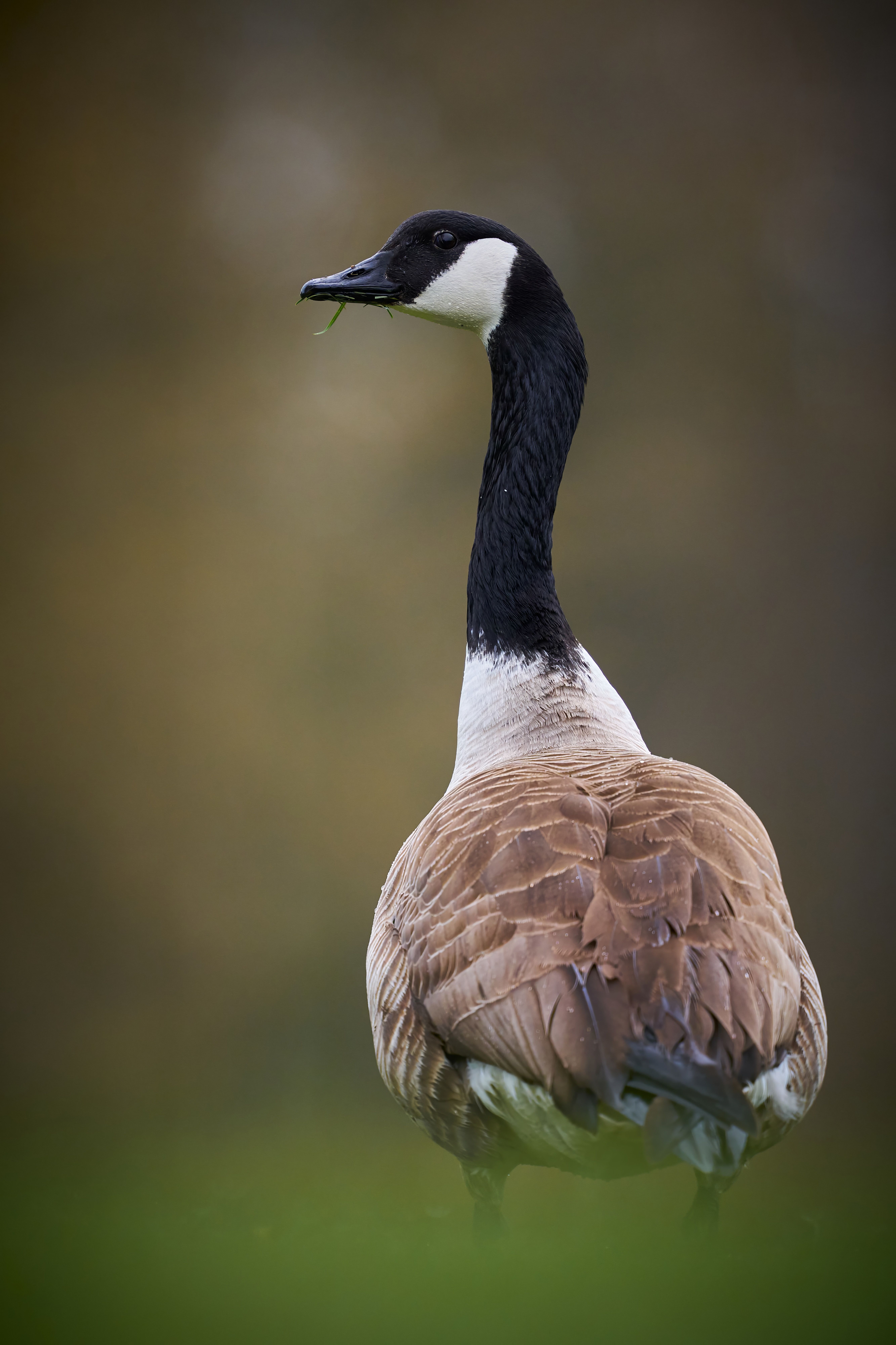 Close-up of a Majestic Canada Goose Outdoors · Free Stock Photo