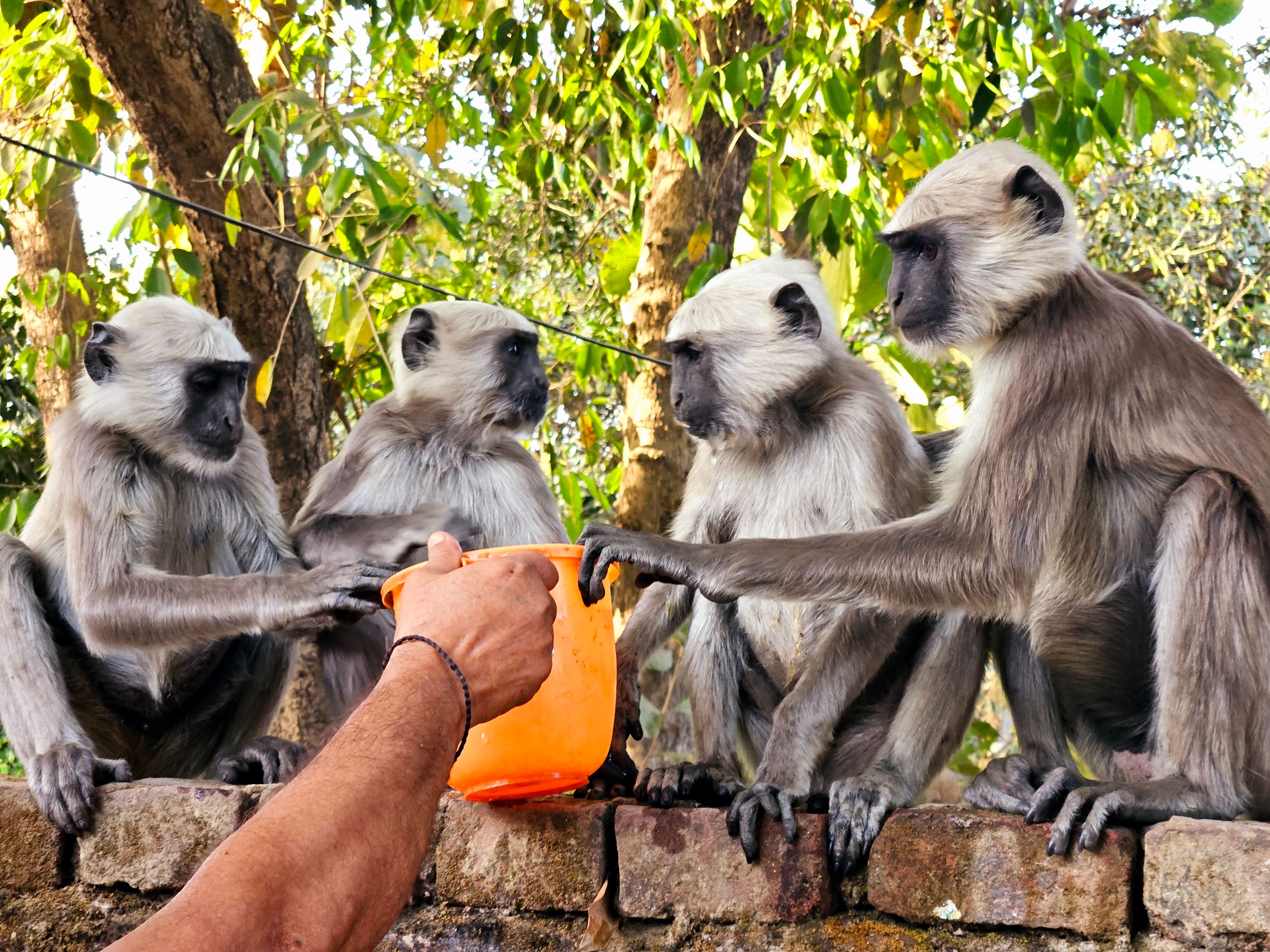 Feeding Gray Langurs in Natural Habitat · Free Stock Photo