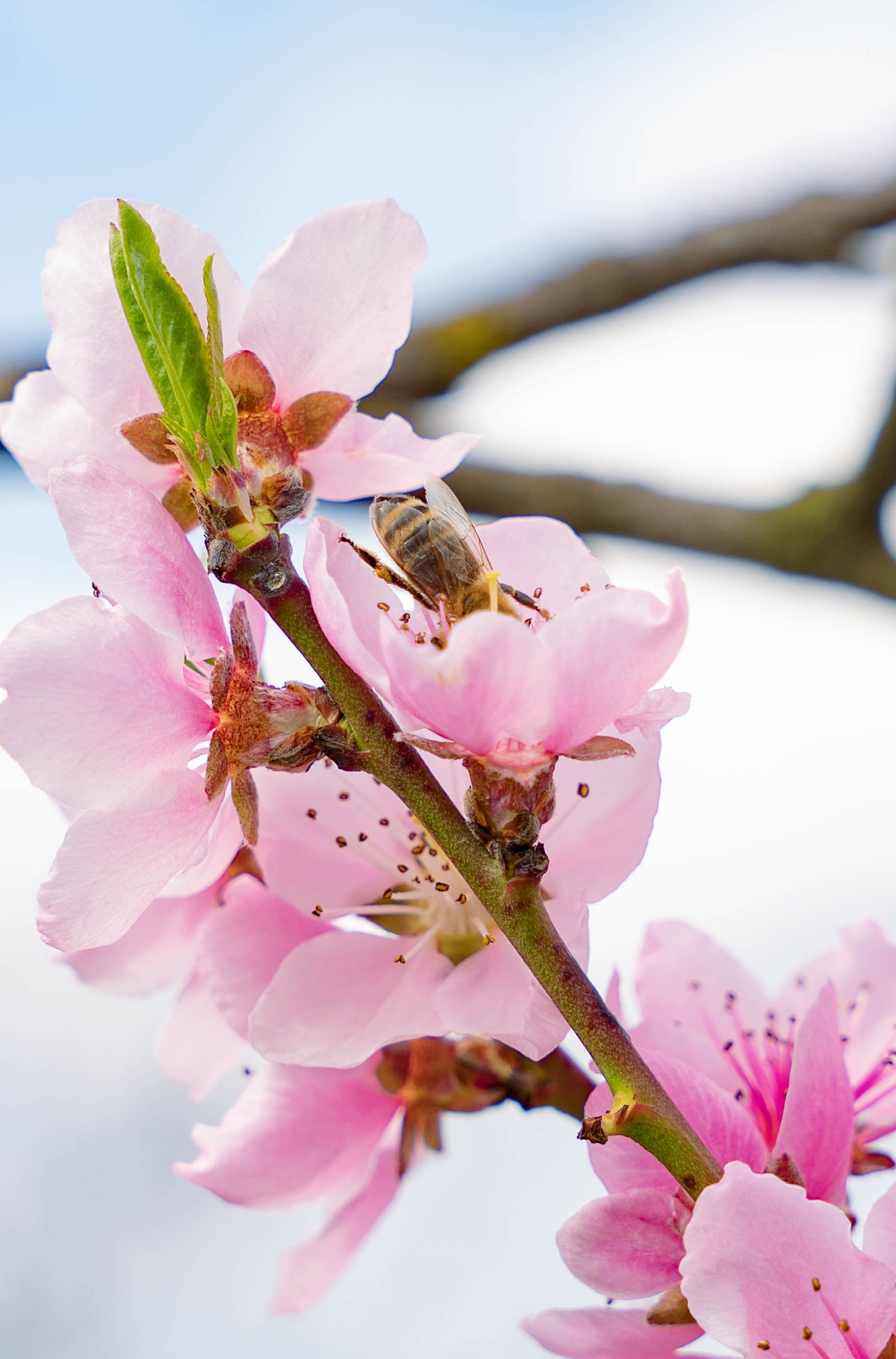 Bee Pollinating Pink Peach Blossoms in Spring · Free Stock Photo