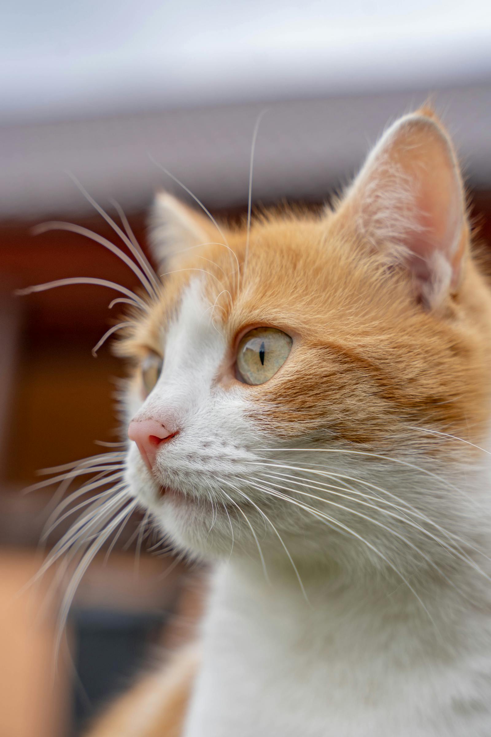 Cat Profile Photos, Download The BEST Free Cat Profile Stock Photos ...