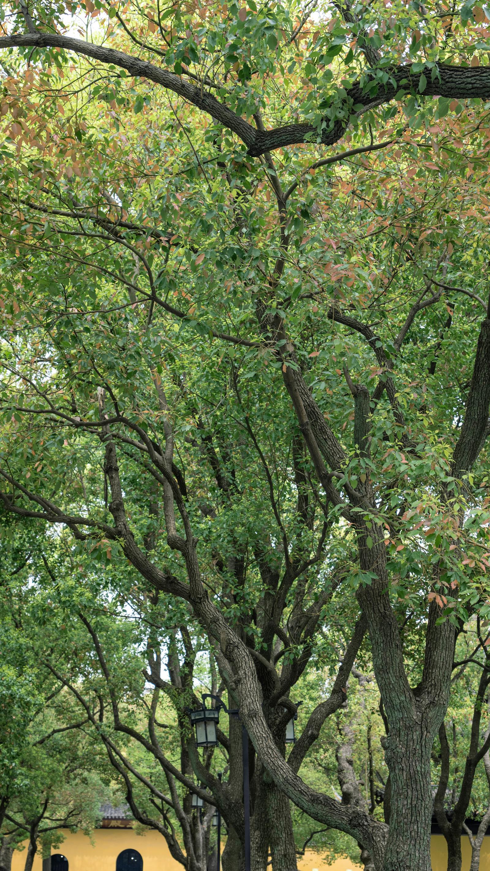 Tree Trunks Photos, Download The BEST Free Tree Trunks Stock Photos ...