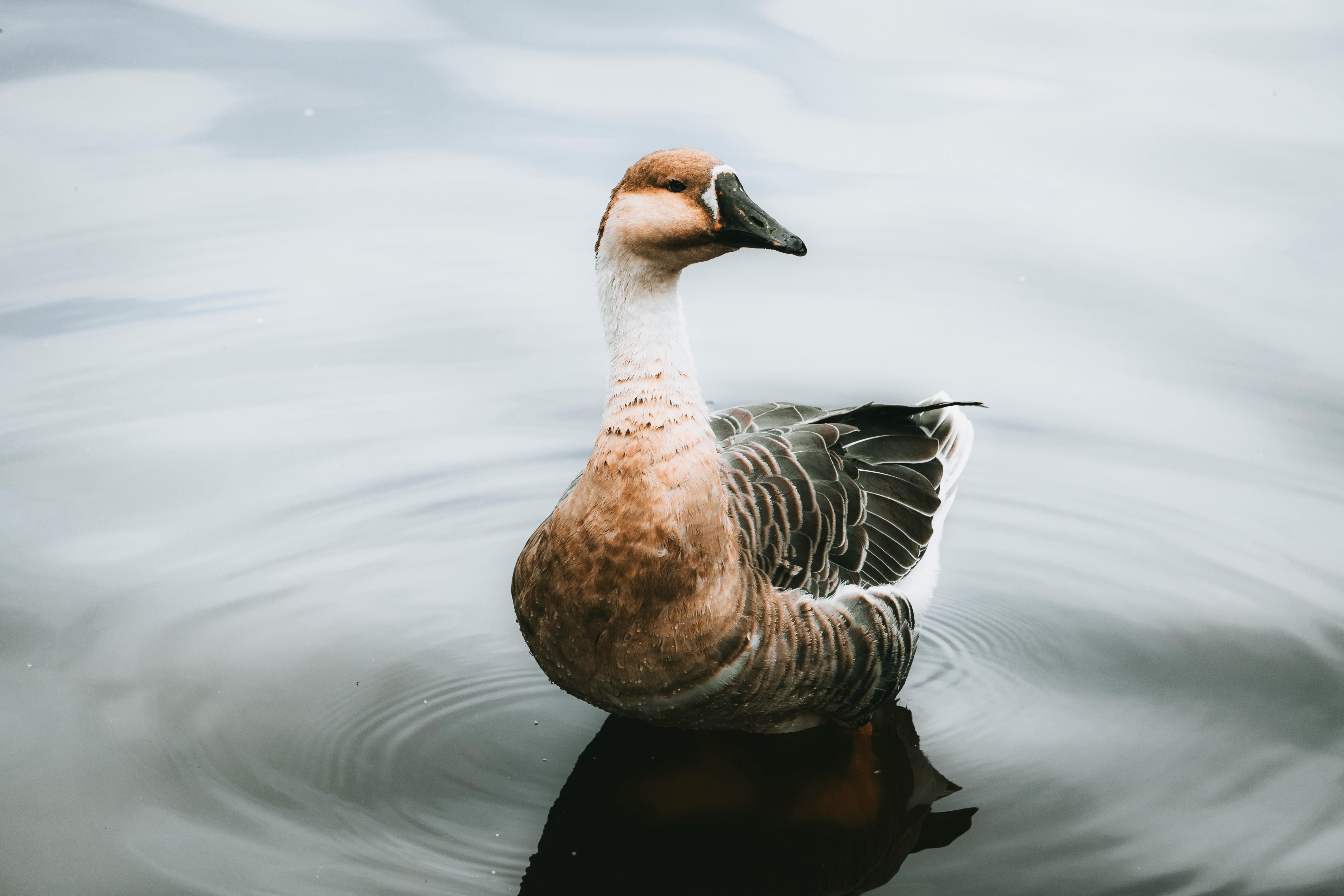 Serene Brown Swan Swimming in Clear Lake Waters · Free Stock Photo