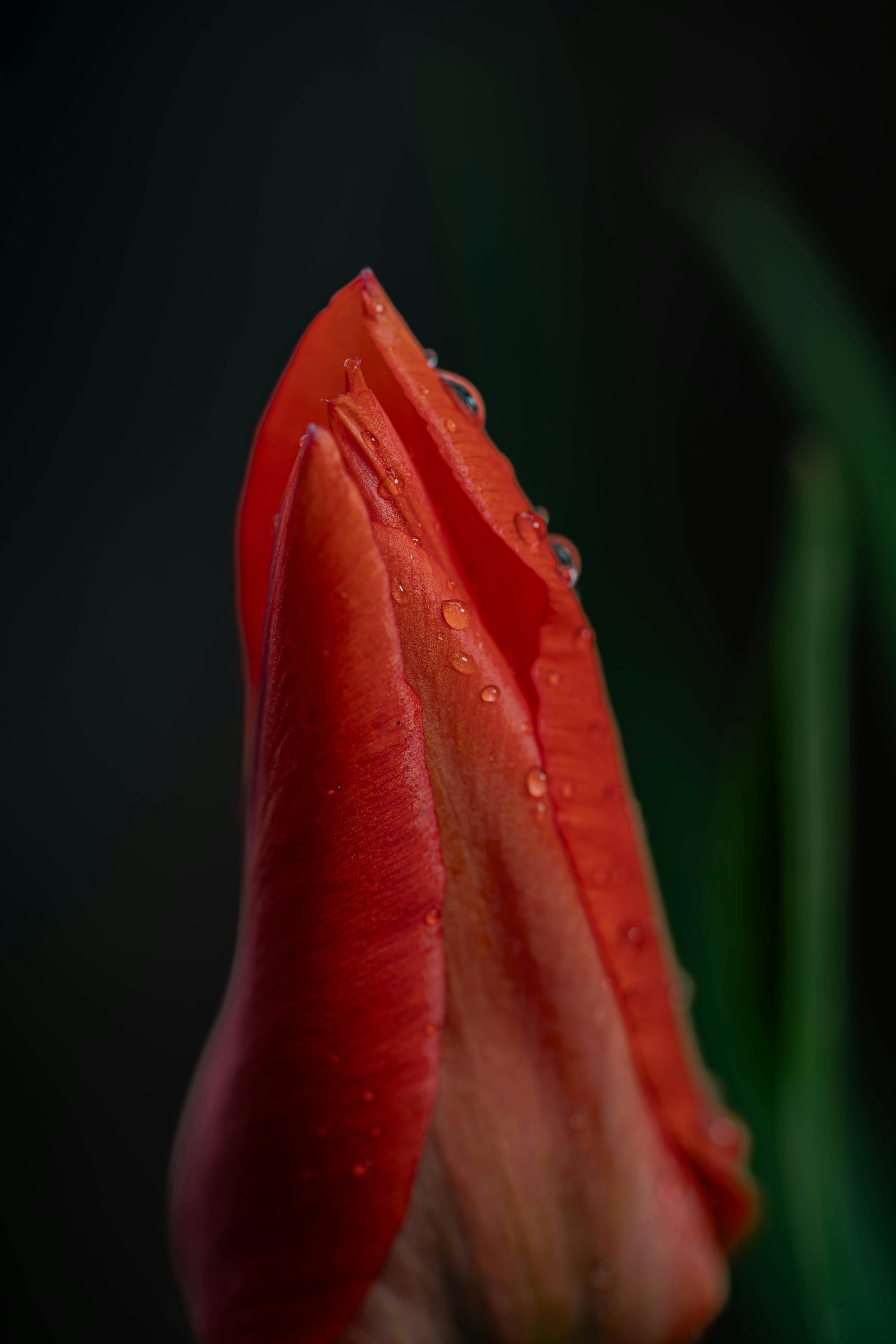 Close-up of a Dew-Dripping Red Flower Bud · Free Stock Photo