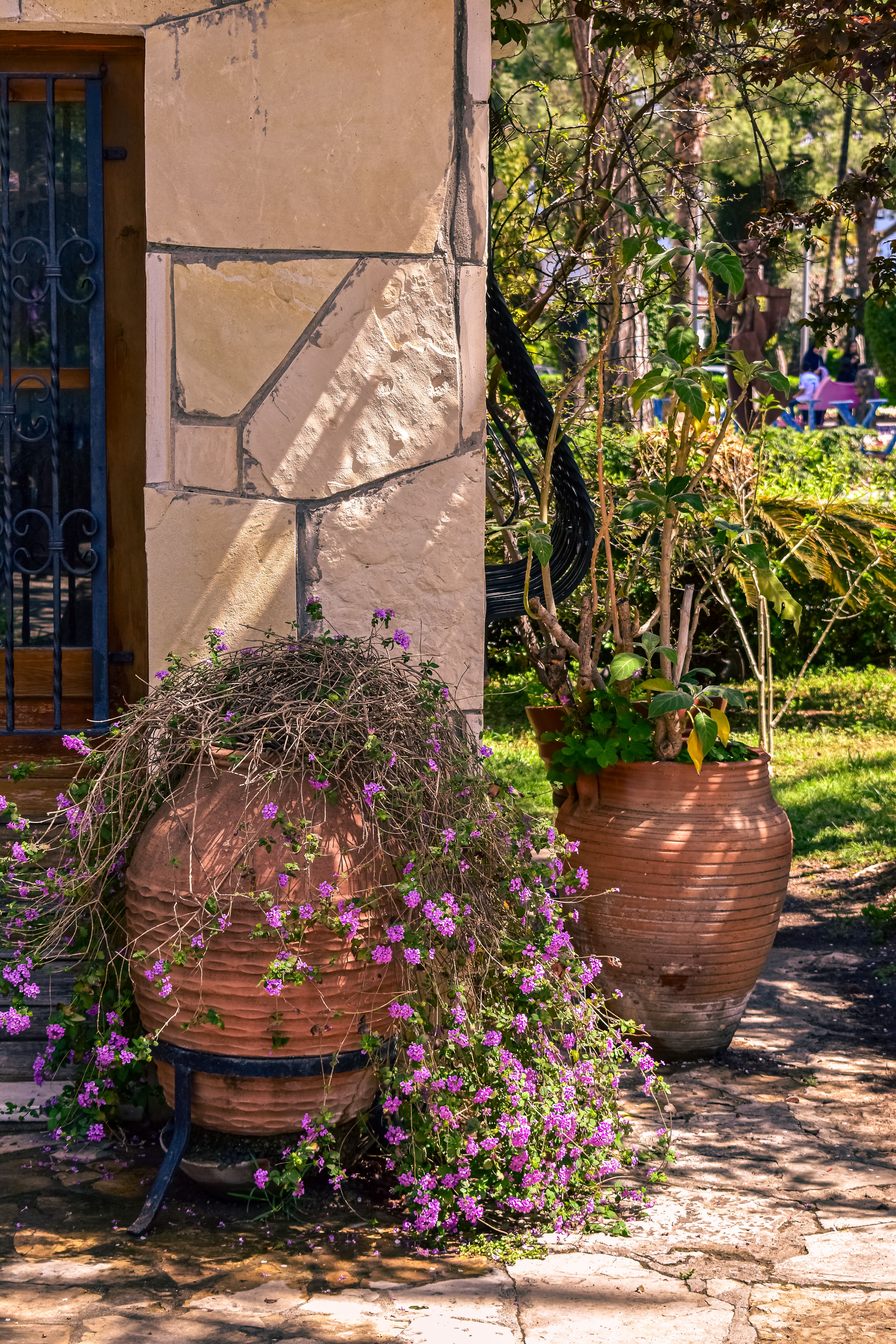 Rustic Terracotta Pots with Blooming Flowers Outdoors · Free Stock Photo