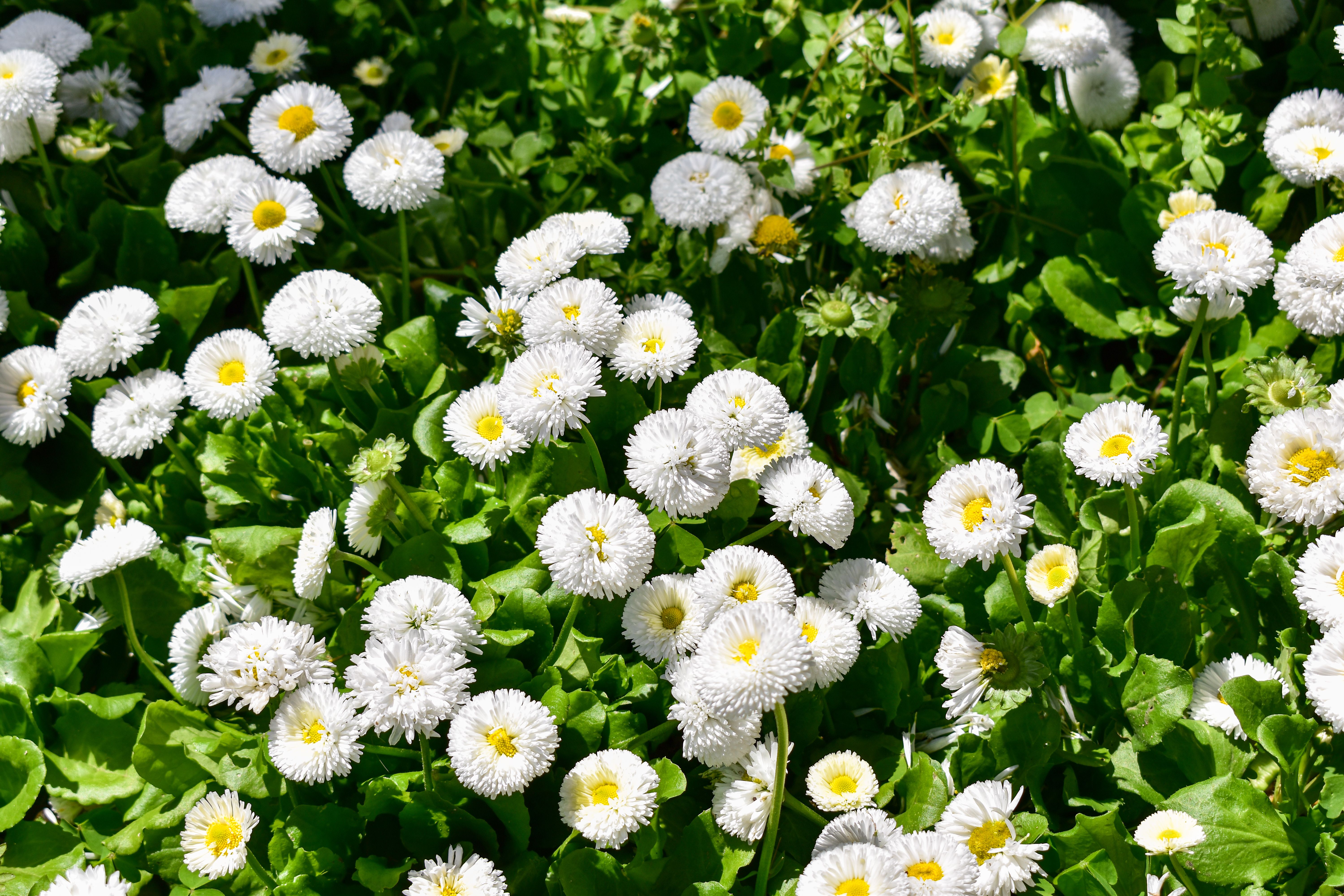 Blooming Bellis Perennis Daisies in Springtime Sun · Free Stock Photo