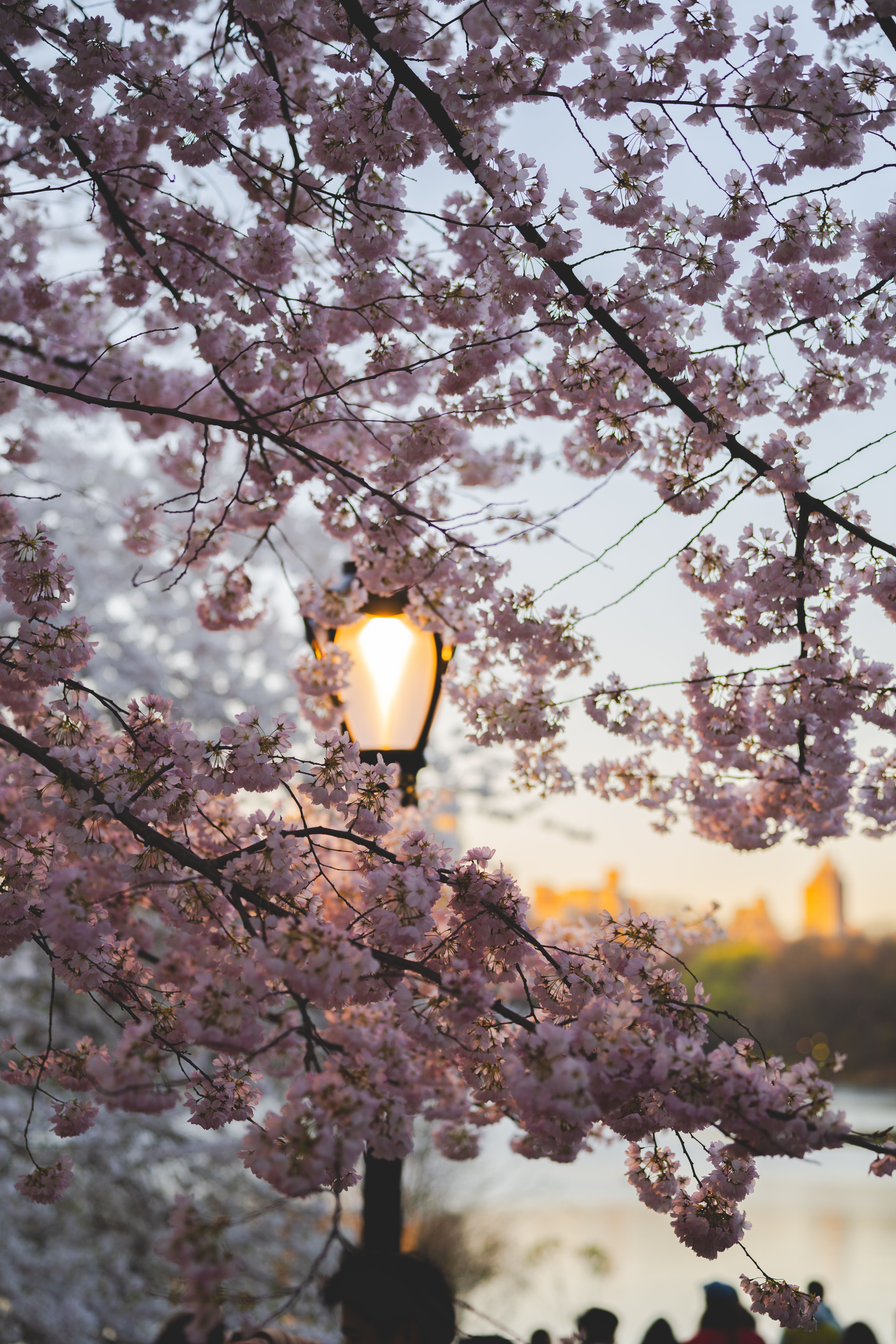 Men Wearing Jacket Sitting Under a Cherry Blossom Tree · Free Stock Photo