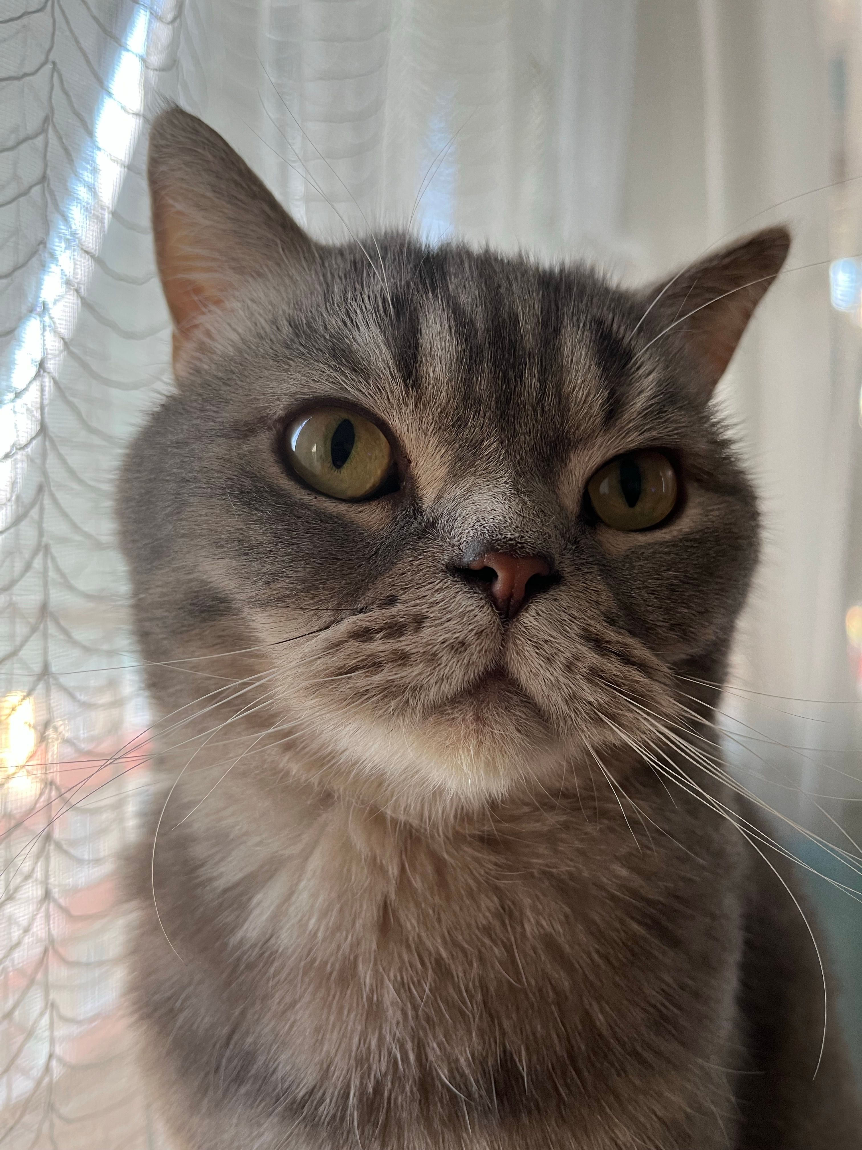Close-up Portrait of a British Shorthair Cat · Free Stock Photo