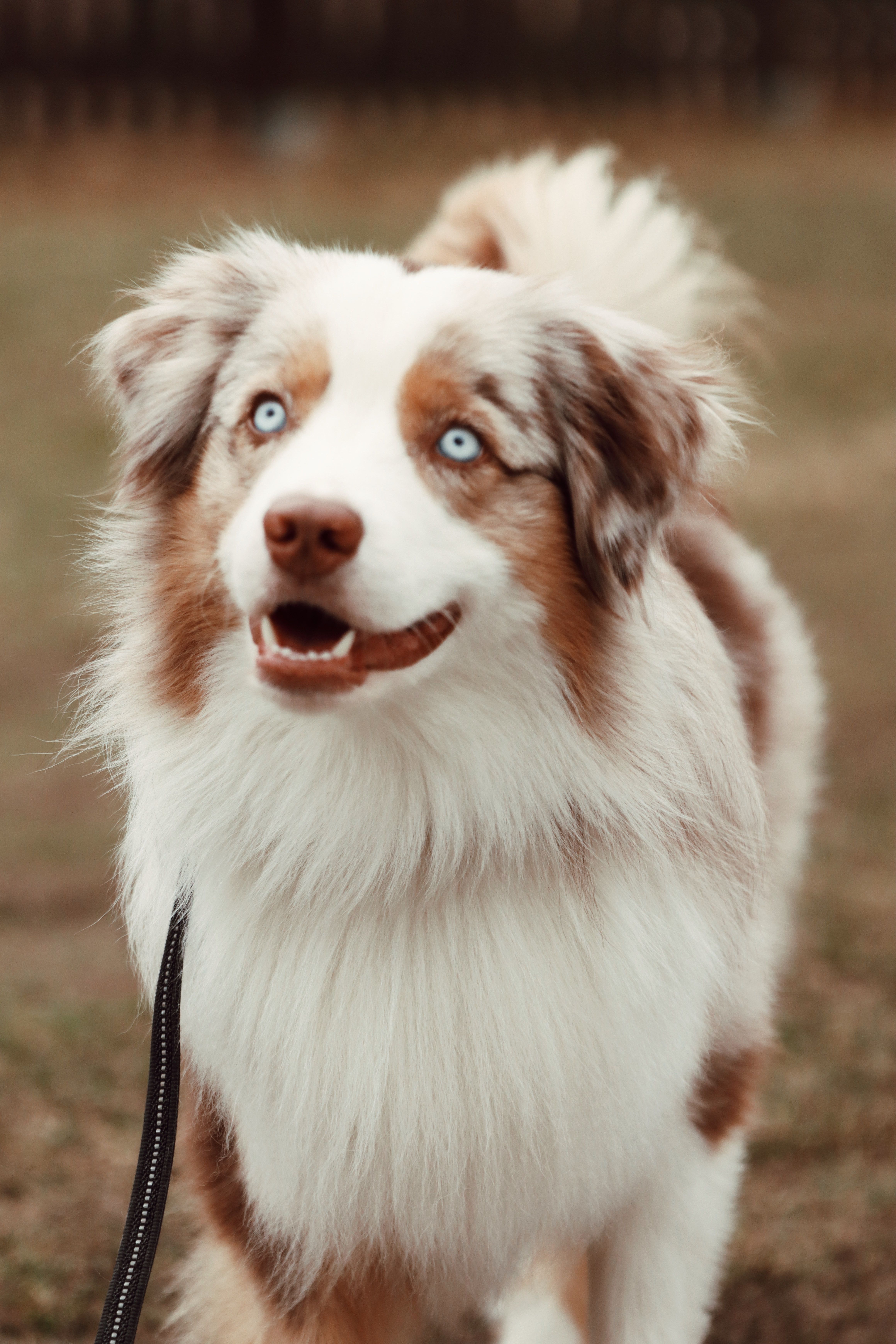 Beautiful Australian Shepherd Dog in Jönköping · Free Stock Photo