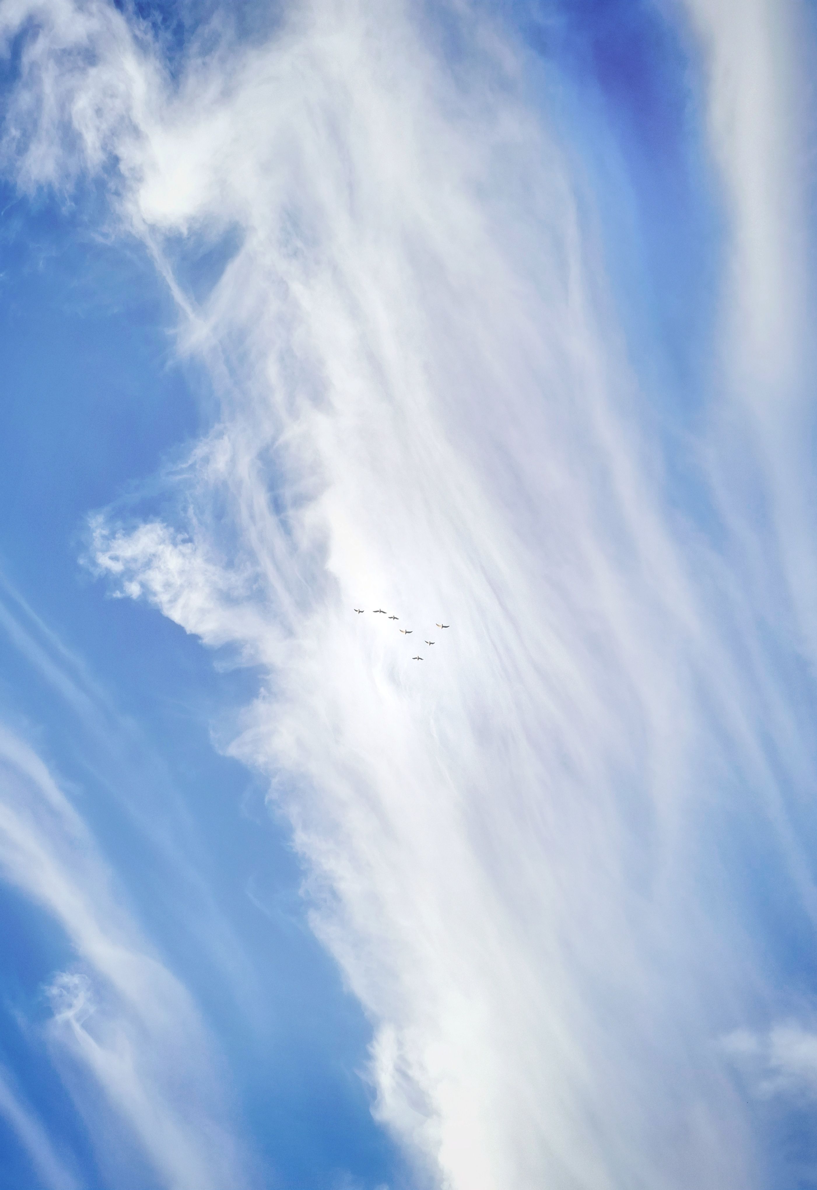 Scenic Sky with Wispy Clouds and Birds in Flight · Free Stock Photo