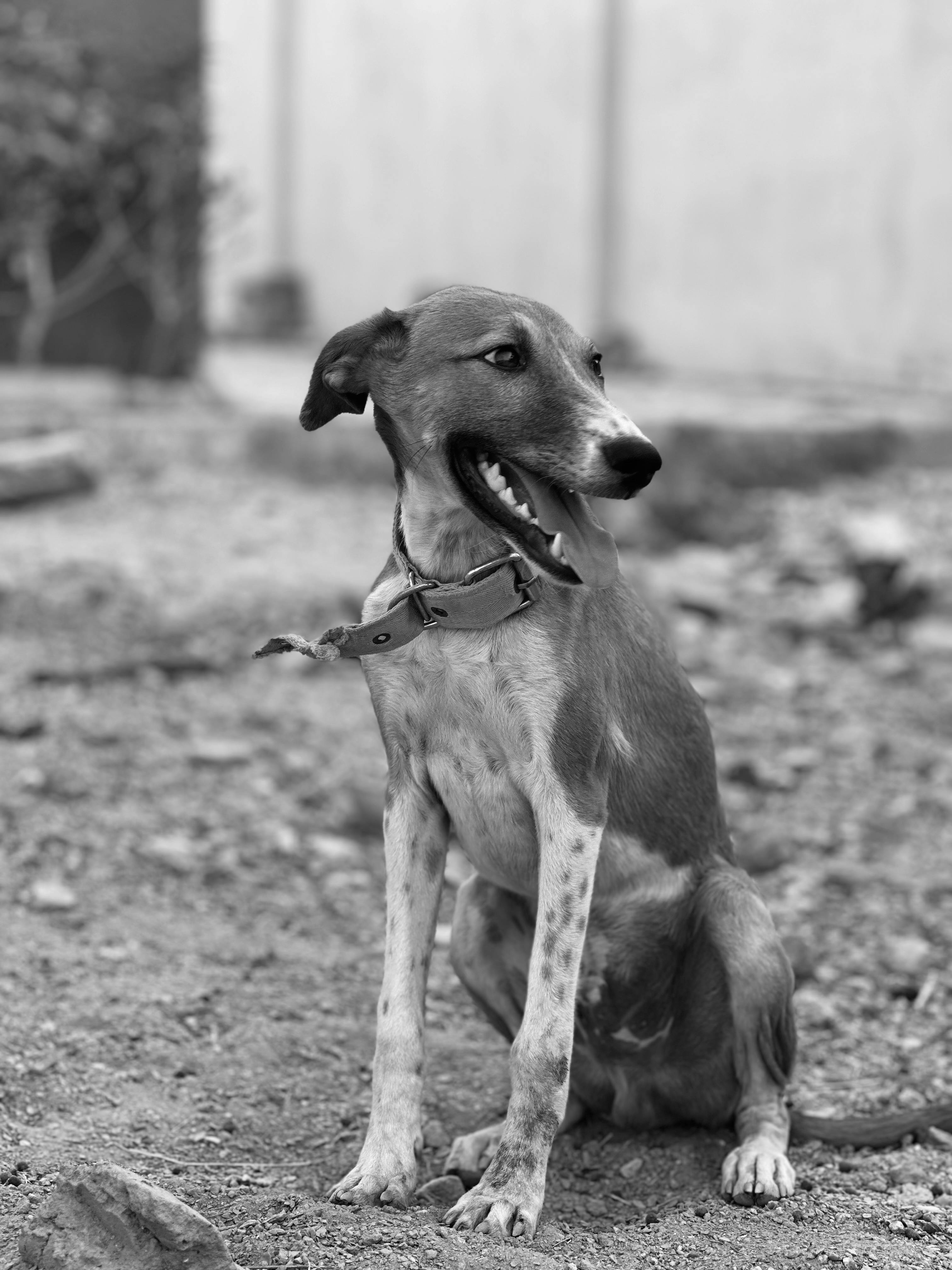 Canis Gratis Photos, Download The BEST Free Canis Gratis Stock Photos ...