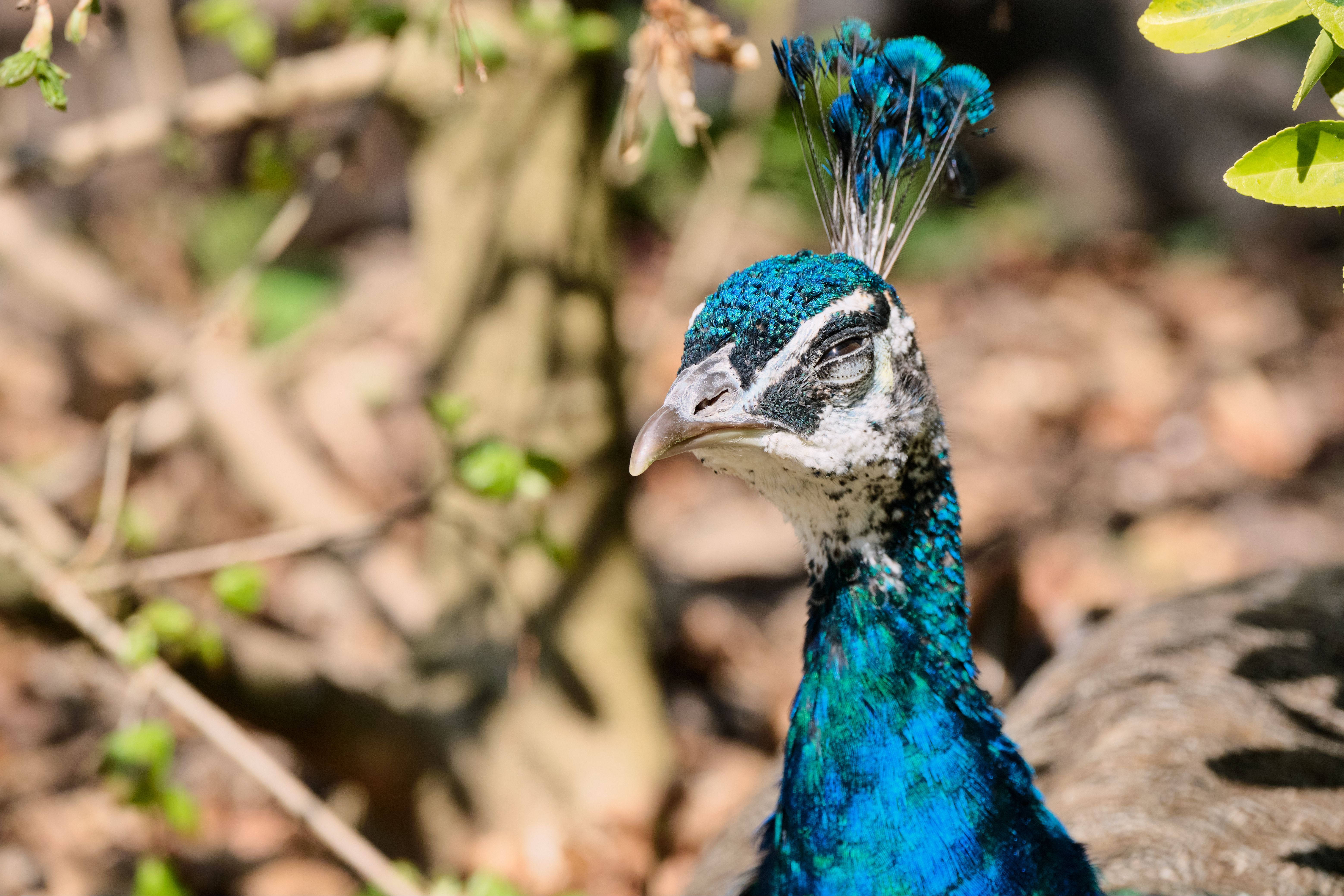 Close-up Portrait of a Vibrant Peacock in Nature · Free Stock Photo