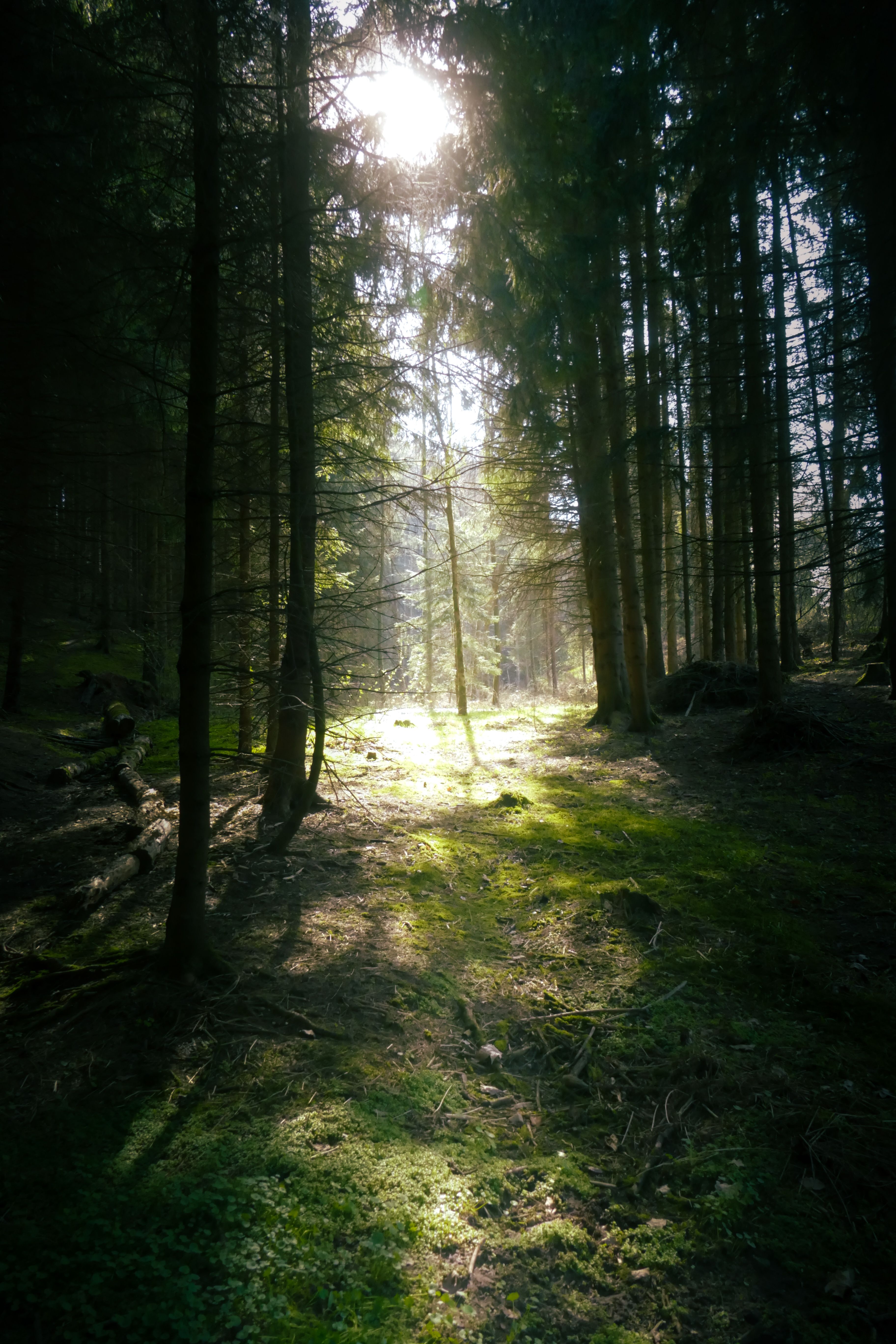 Sunlight Streaming Through Forest Trees · Free Stock Photo
