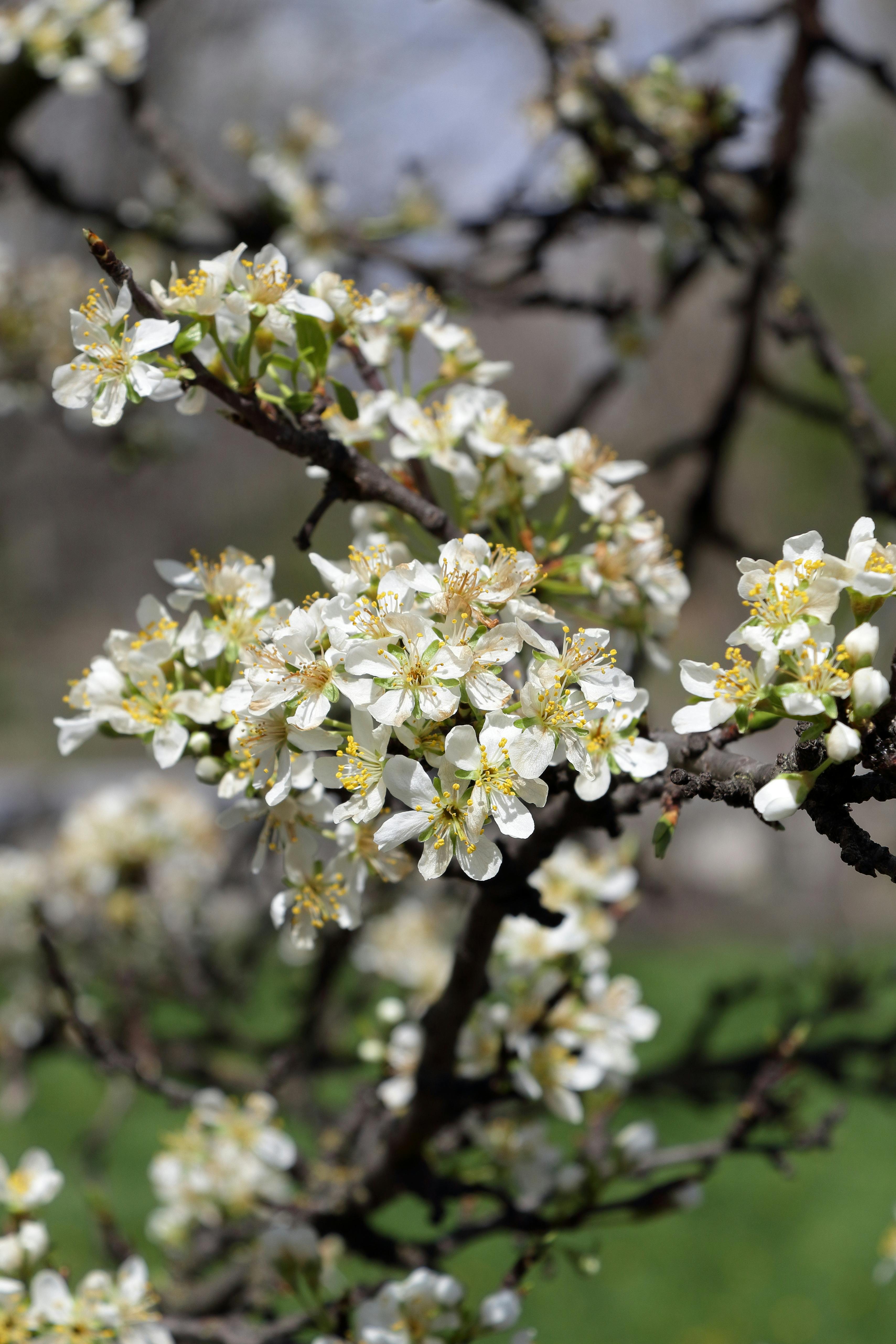 April Shower May Flower Photos, Download The BEST Free April Shower May ...