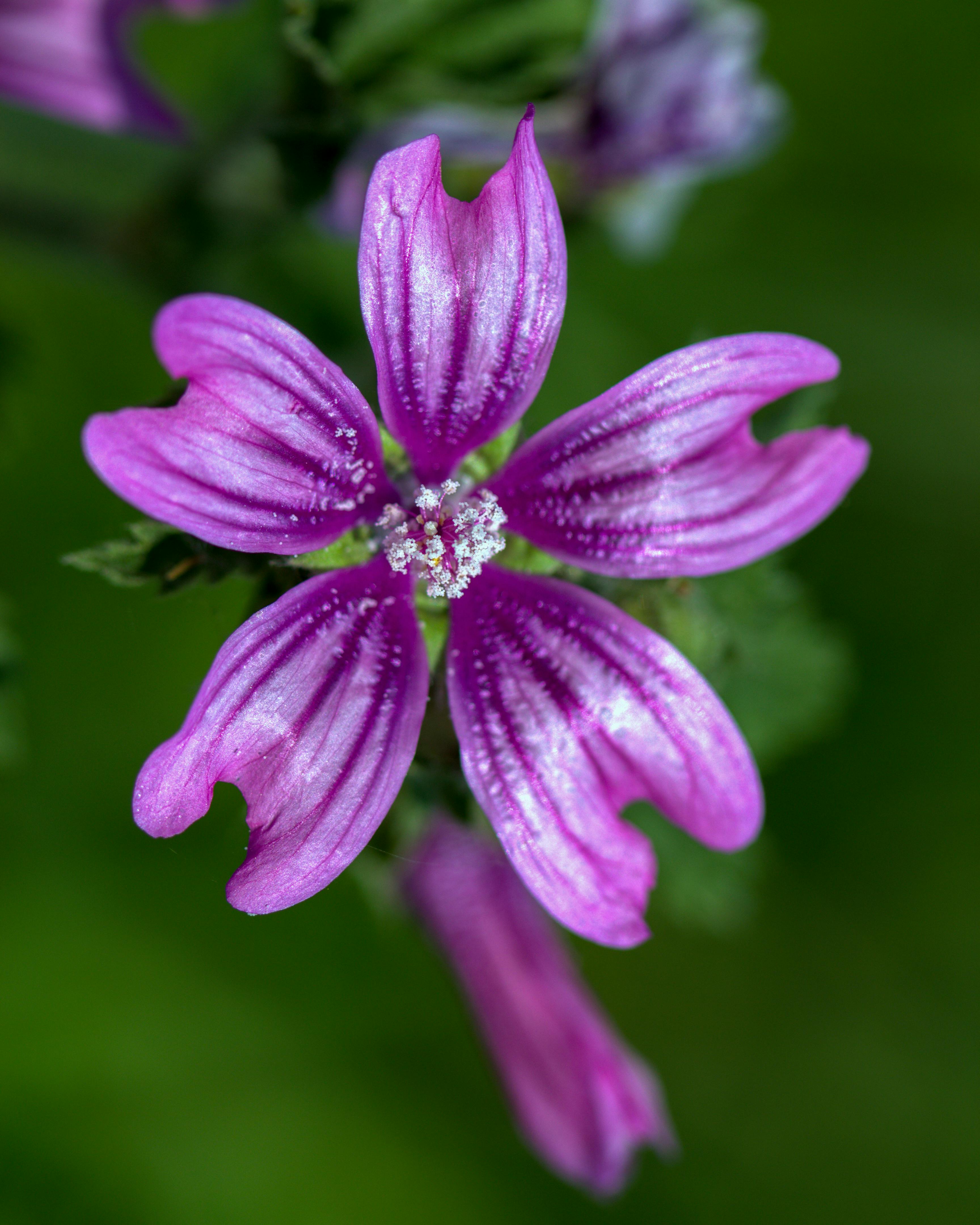 Purple Mallow Flower in Full Bloom · Free Stock Photo