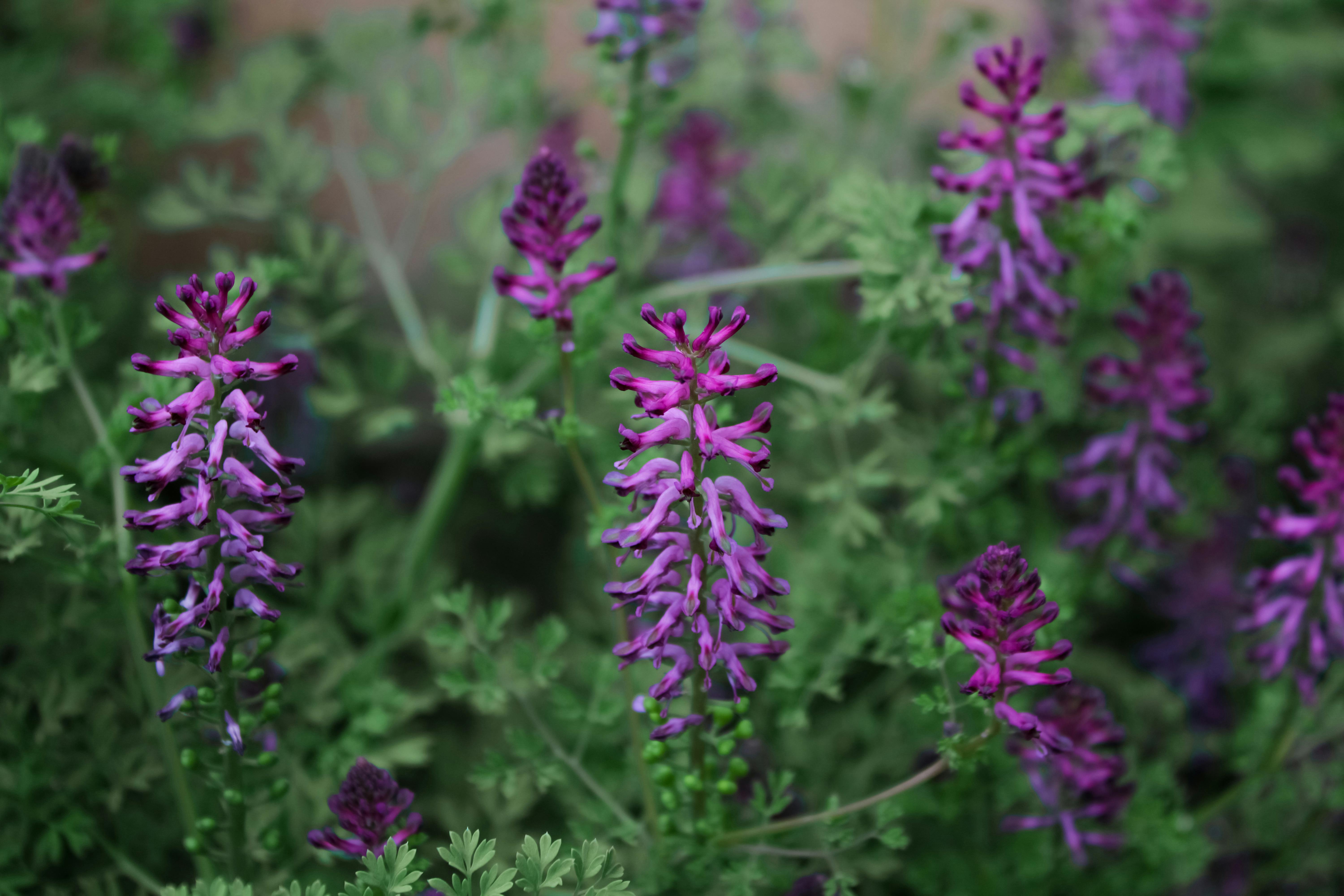 Beautiful Blooming Fumaria Flowers Close-up · Free Stock Photo