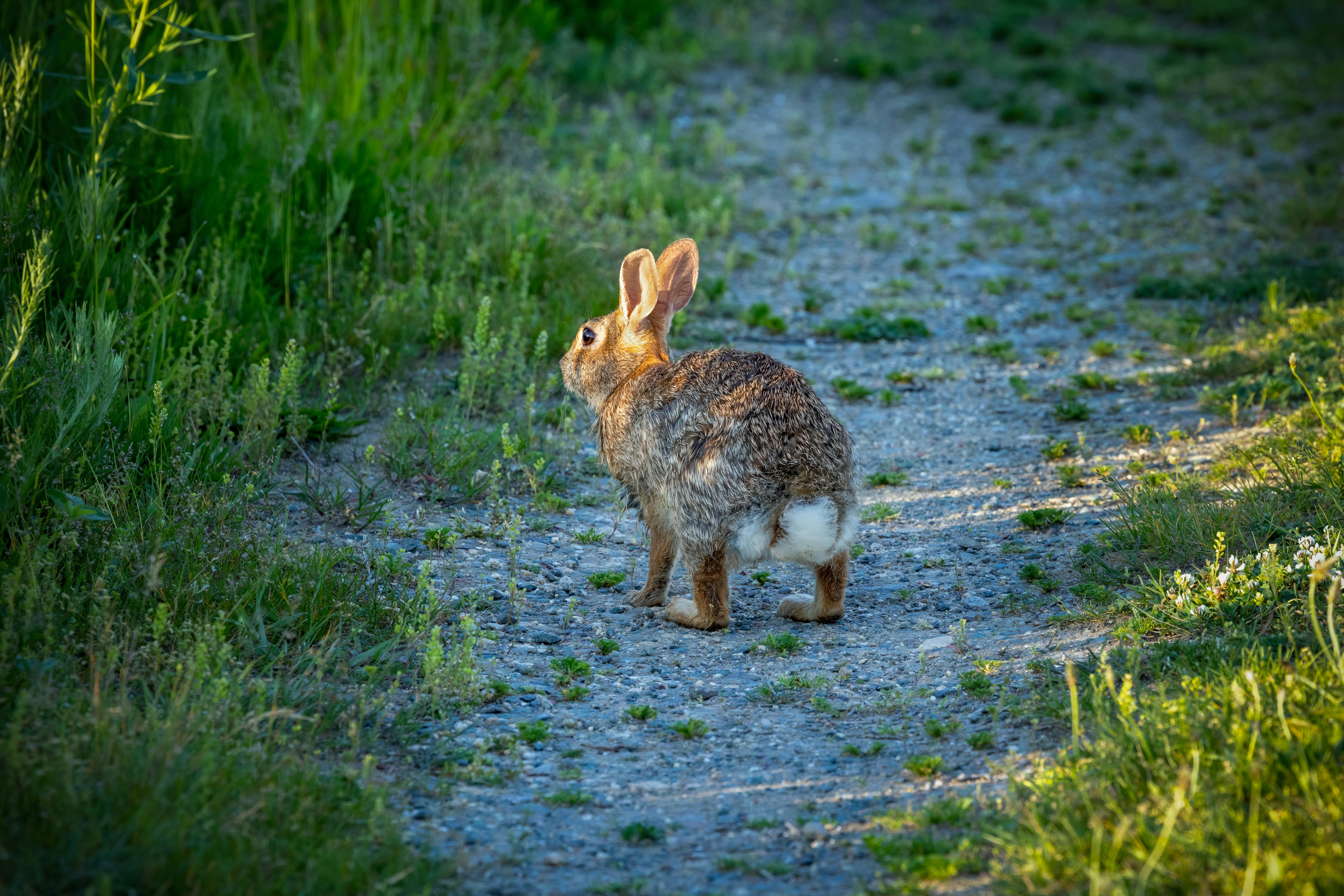 Wild Rabbit on a Path in Southborough · Free Stock Photo
