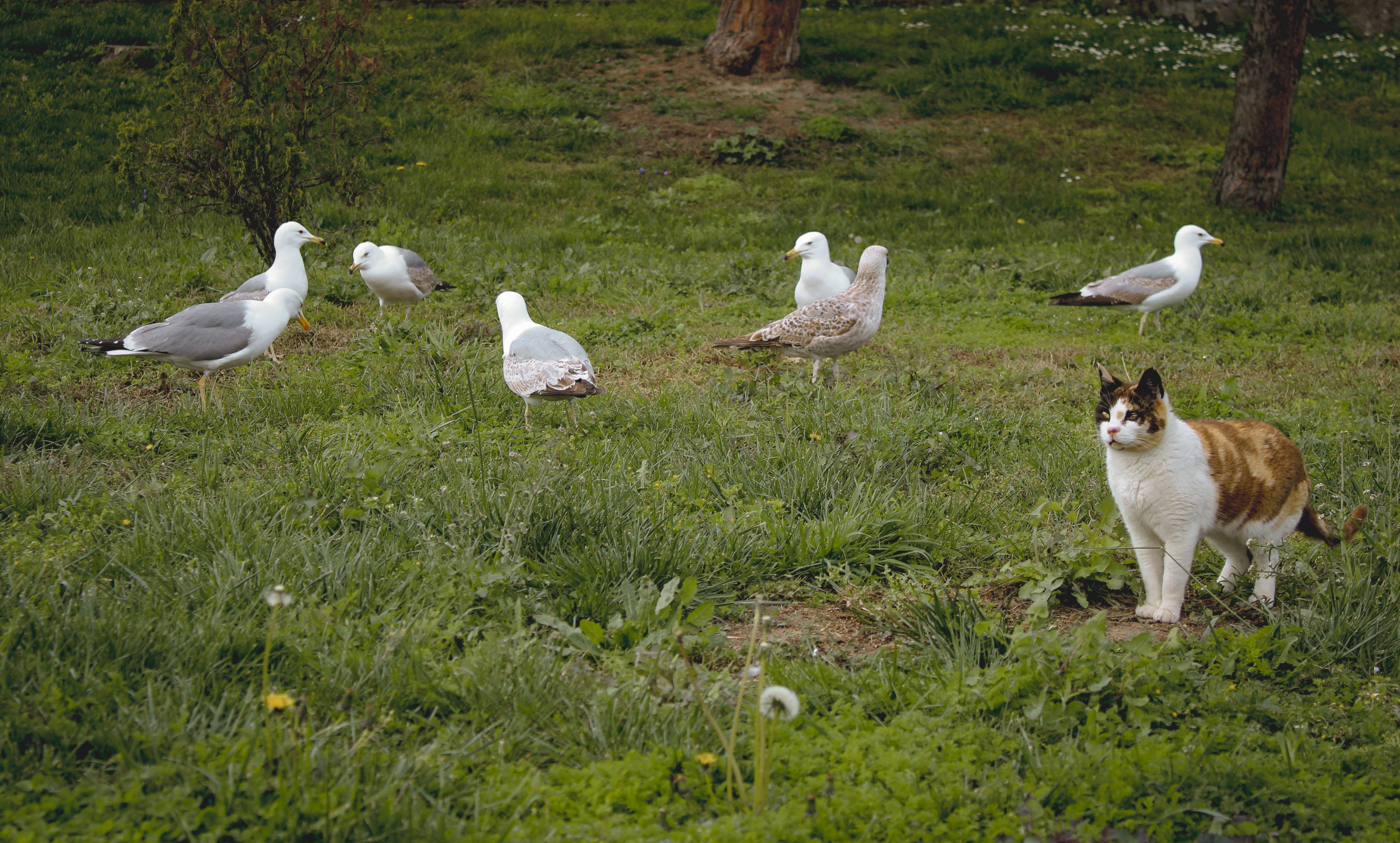Seagulls and Cat in Grassy Park Setting · Free Stock Photo