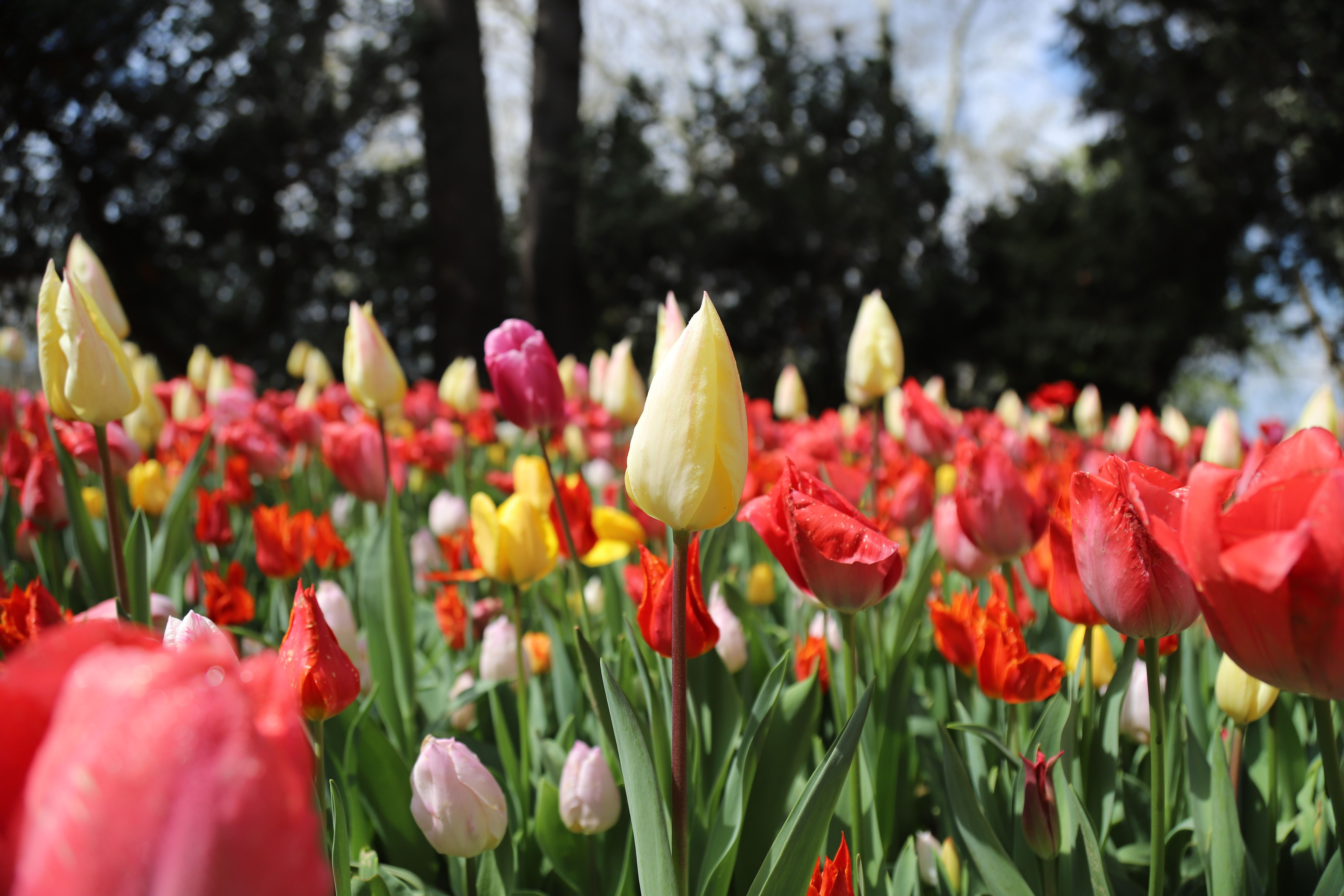 Vibrant Spring Tulip Field in Bloom · Free Stock Photo