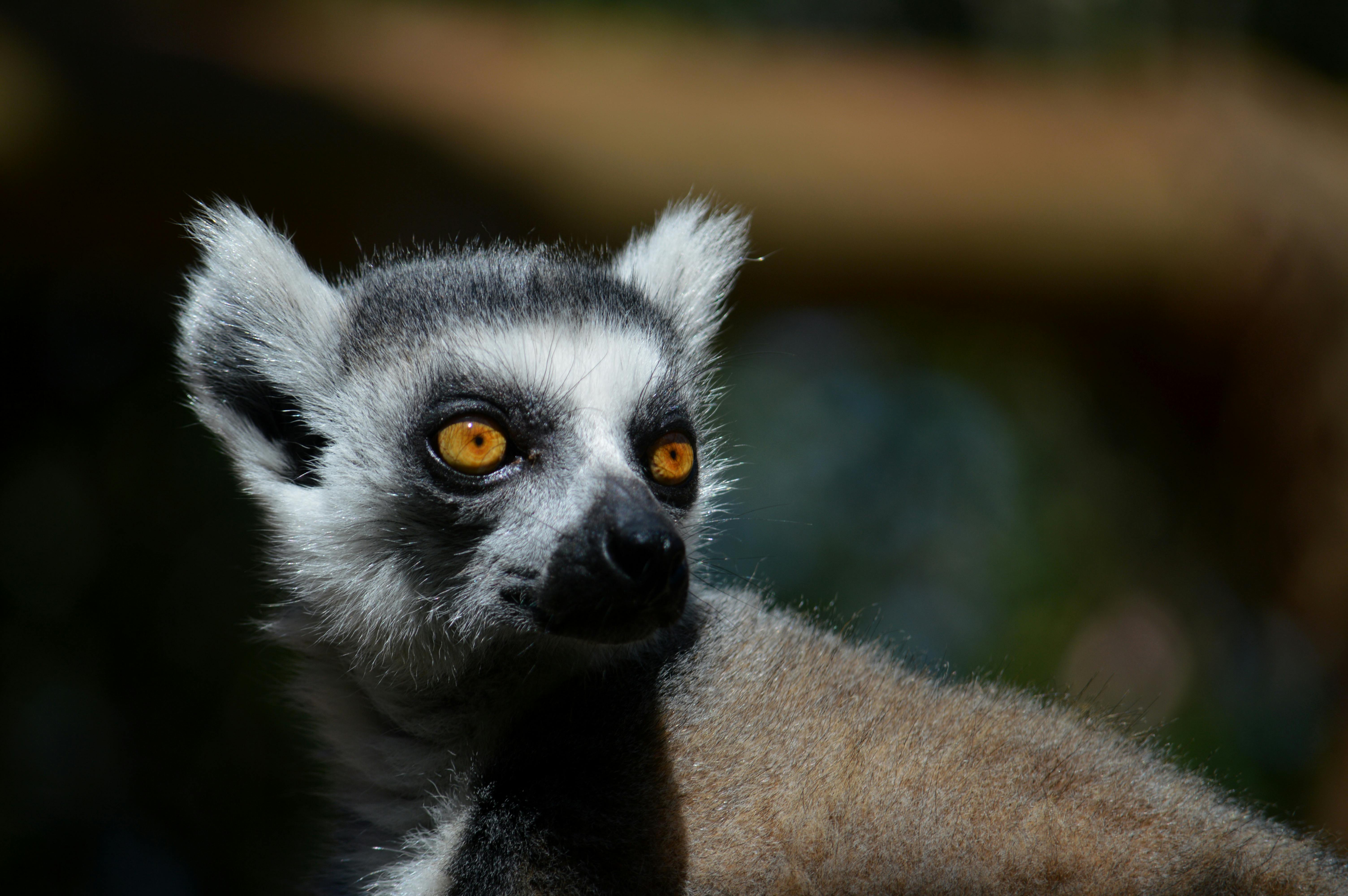Close-up of a Ring-tailed Lemur in Natural Light · Free Stock Photo