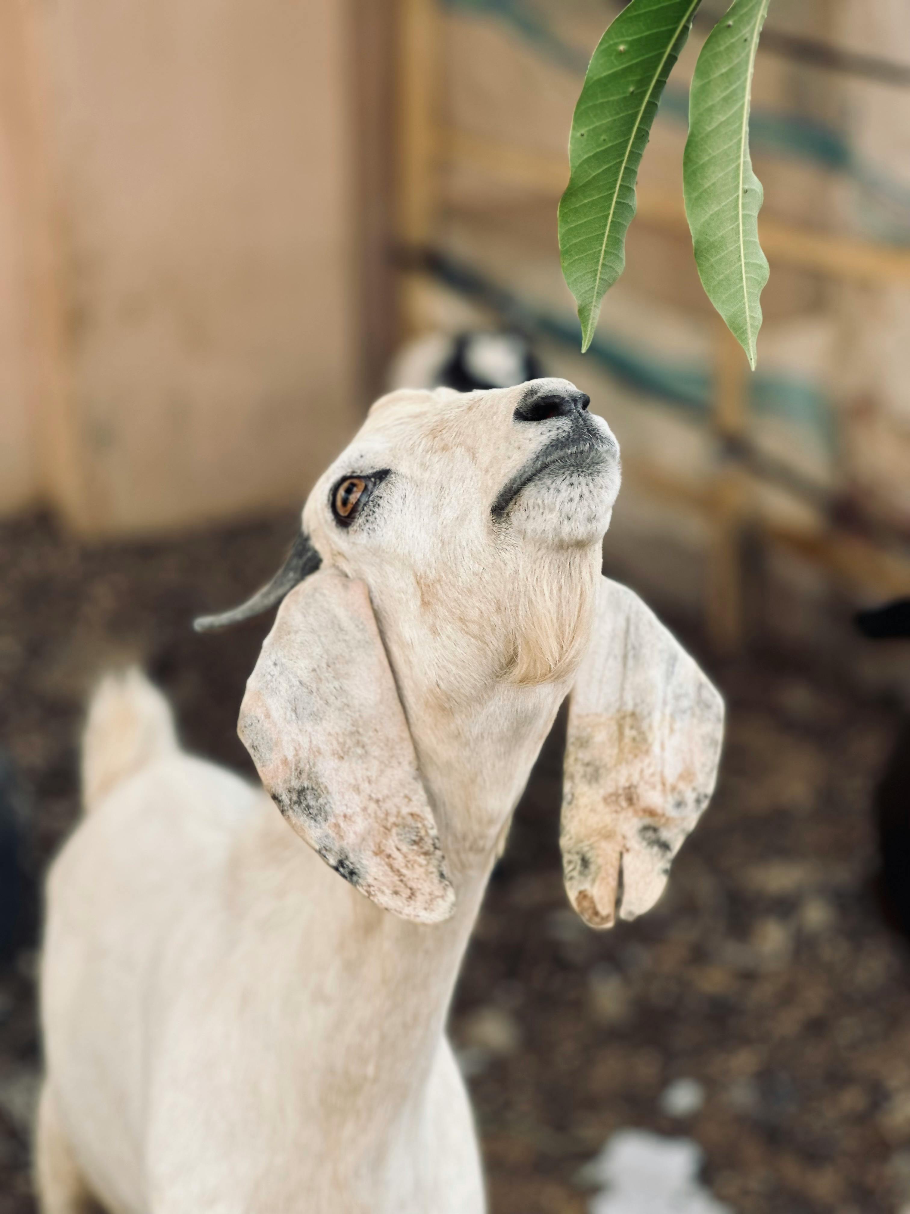 African Barn Photos, Download The BEST Free African Barn Stock Photos ...
