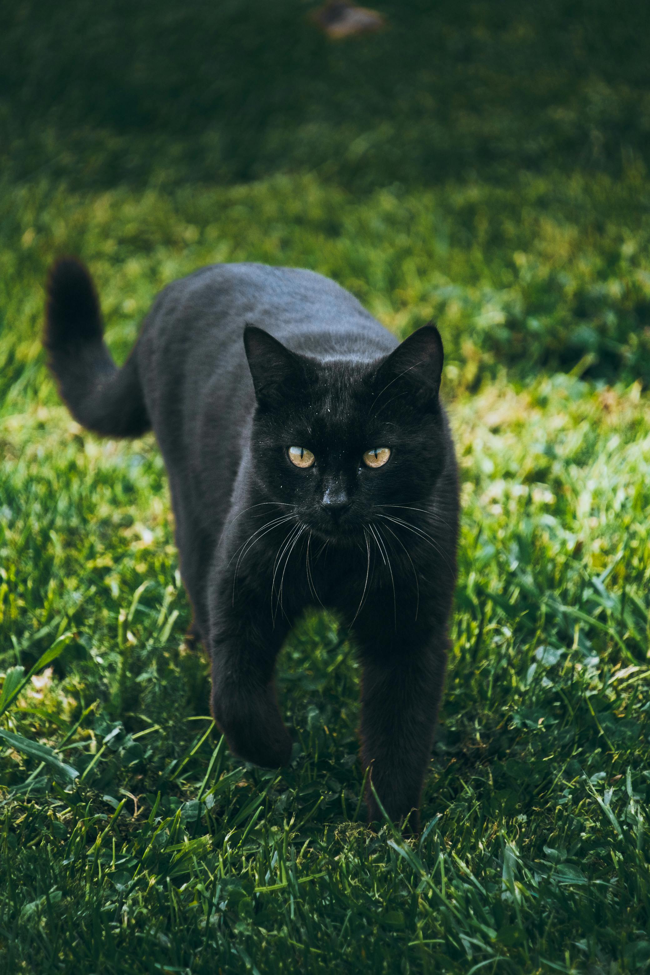 Token Animate Photos, Download The BEST Free Token Animate Stock Photos ...