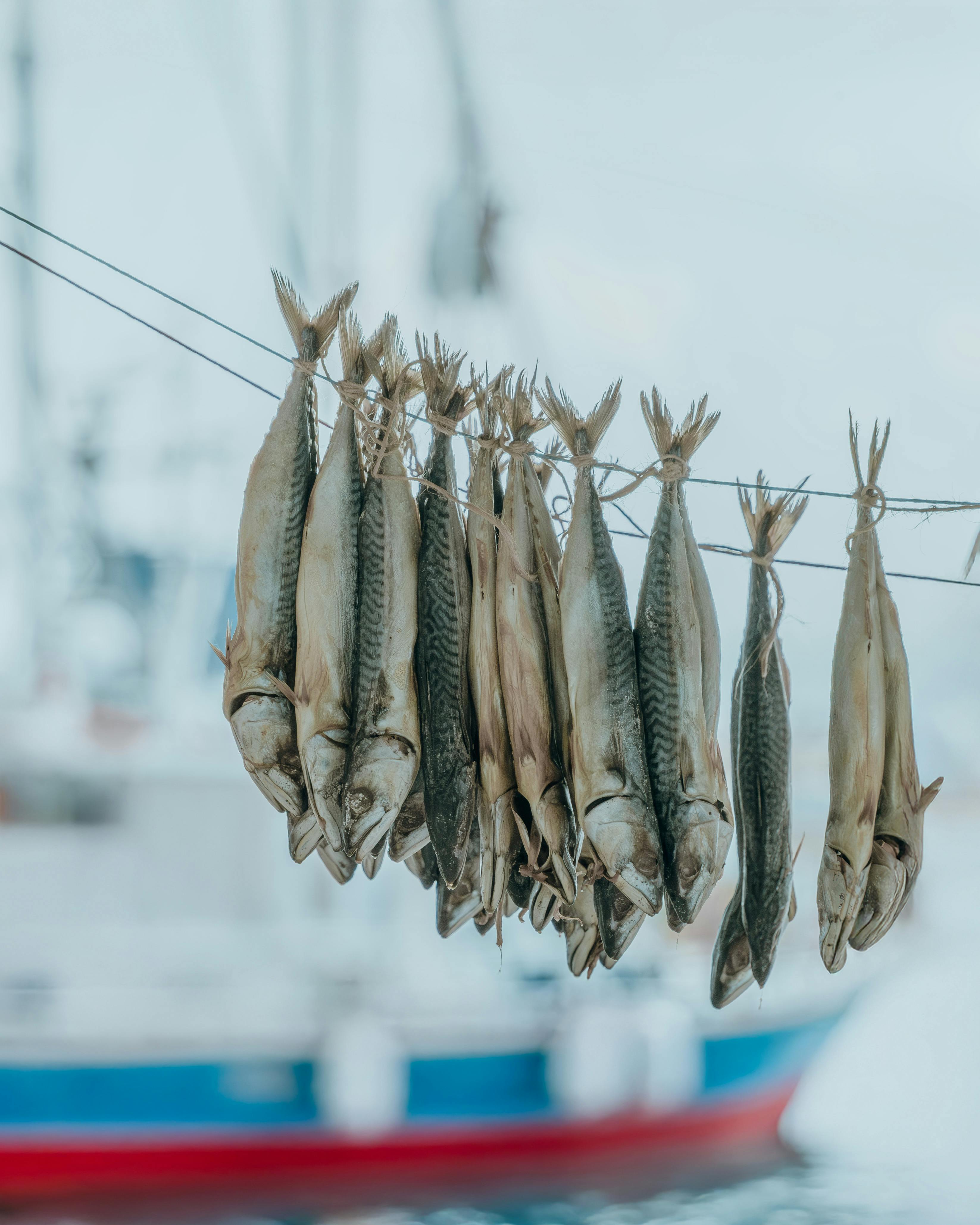 Dried Fish Hanging Outdoors by the Sea · Free Stock Photo