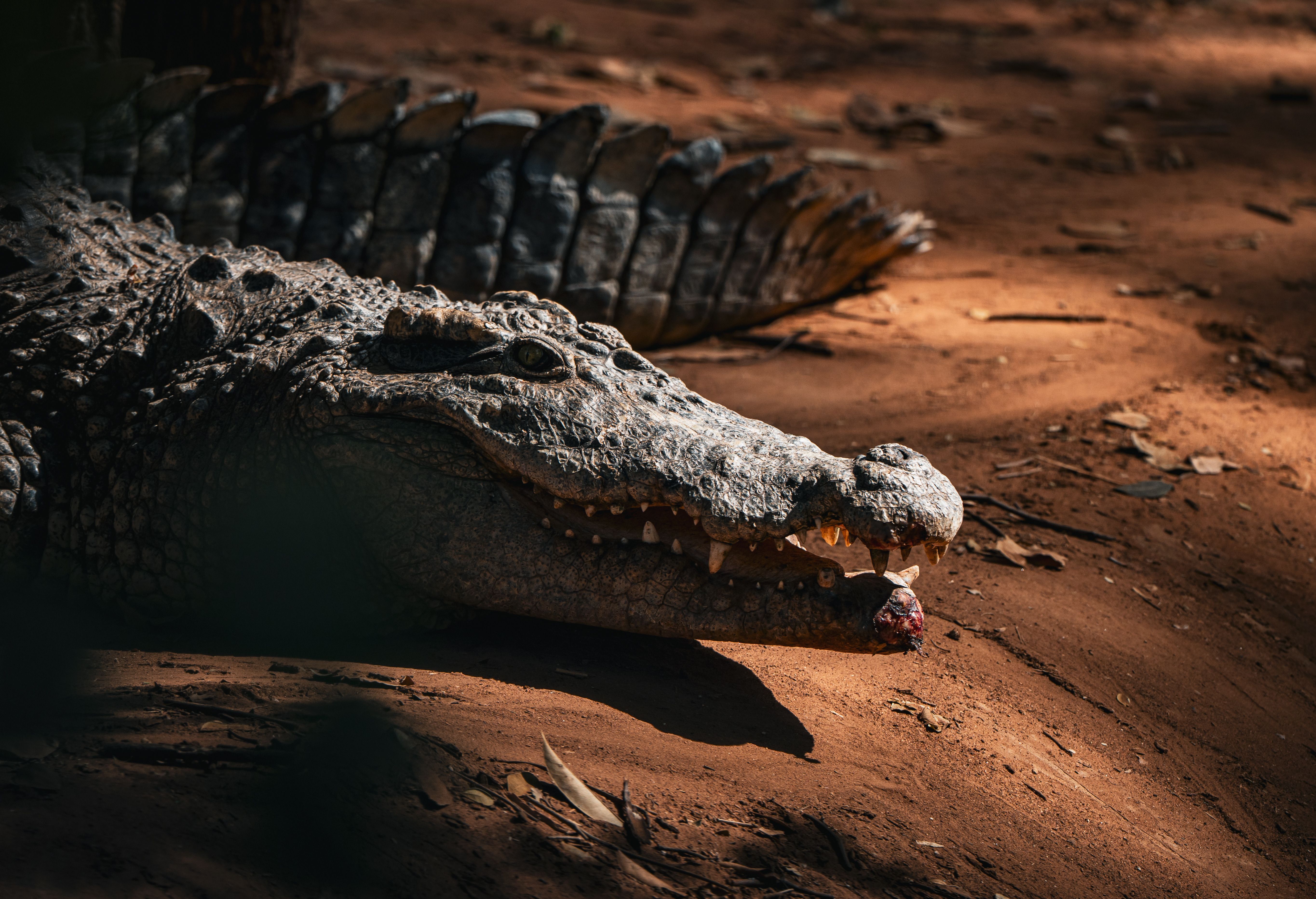 Crocodile Resting on Sunlit Ground in Thailand · Free Stock Photo