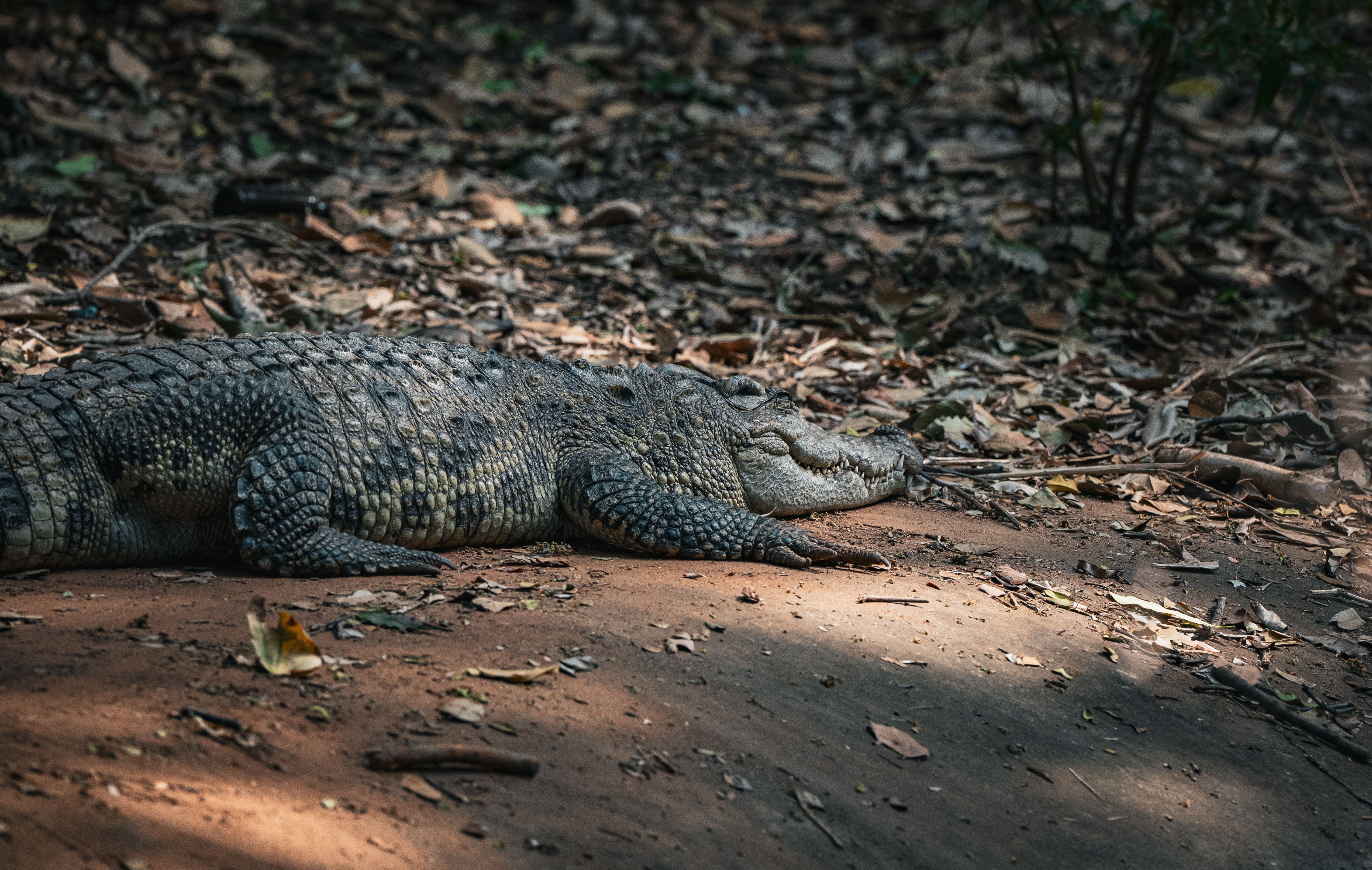 Crocodile Resting in Sunlit Forest Habitat · Free Stock Photo