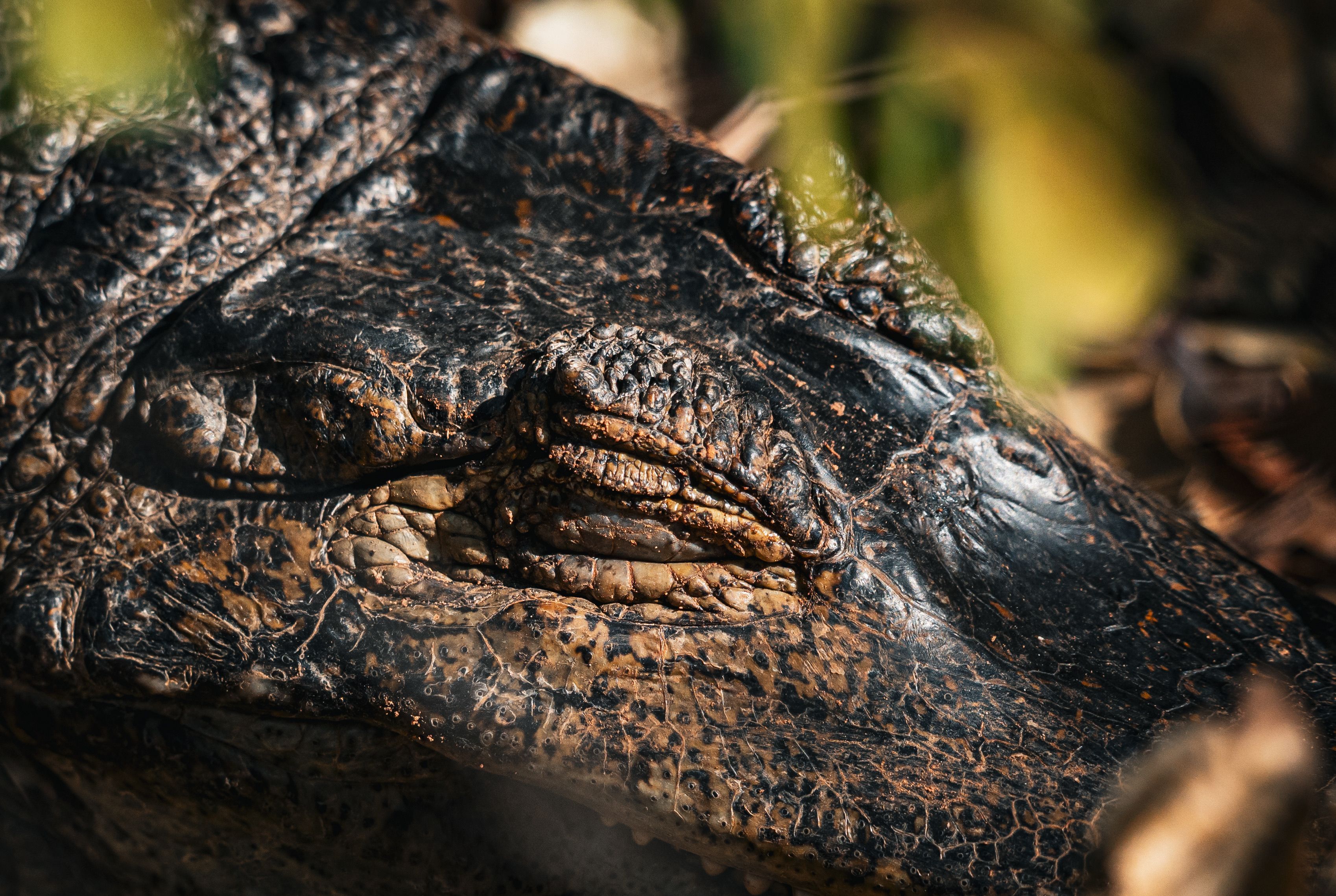 Close-up of an Alligator in Thailand's Natural Habitat · Free Stock Photo
