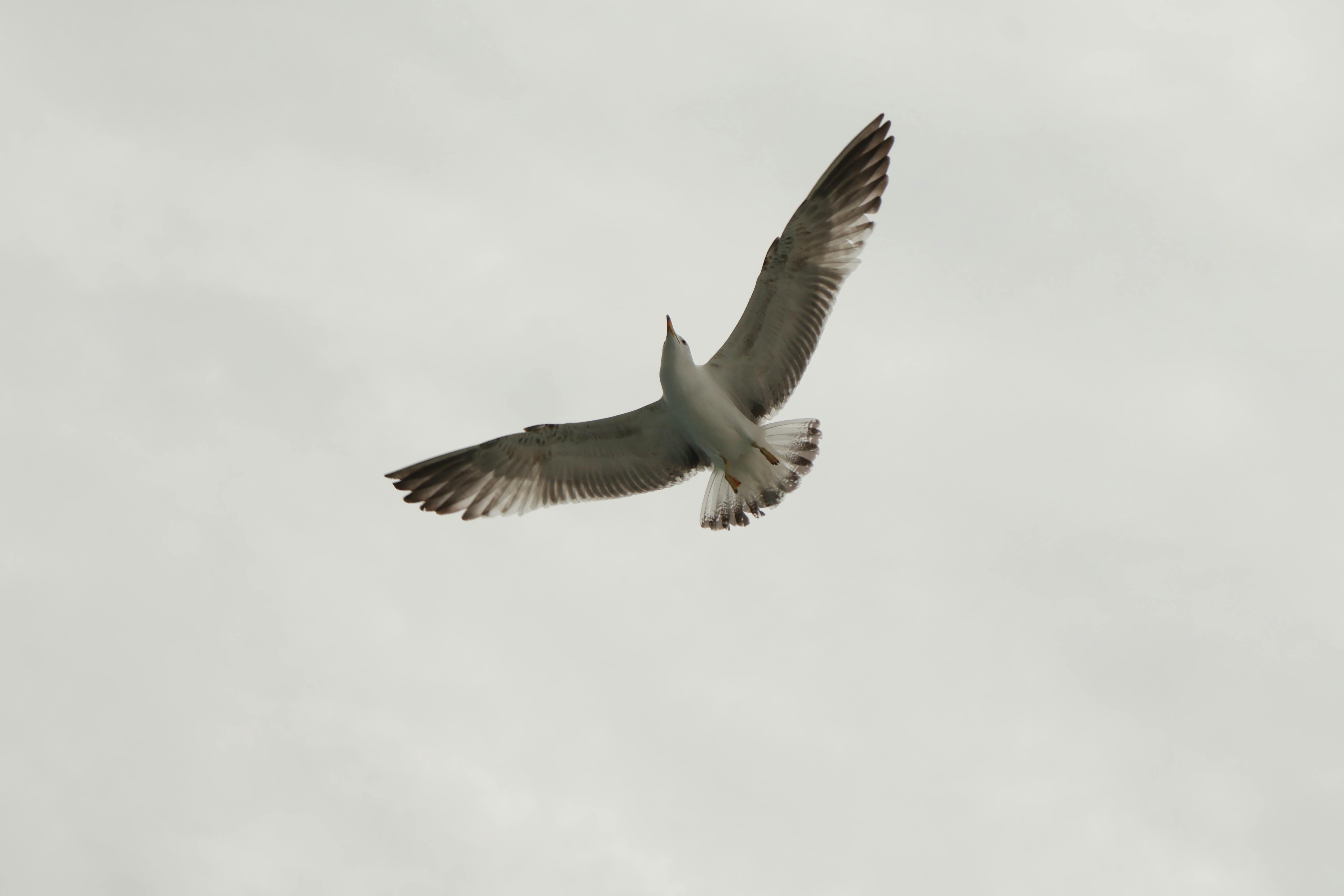 White and Grey Bird Flying Freely at Blue Cloudy Sky · Free Stock Photo